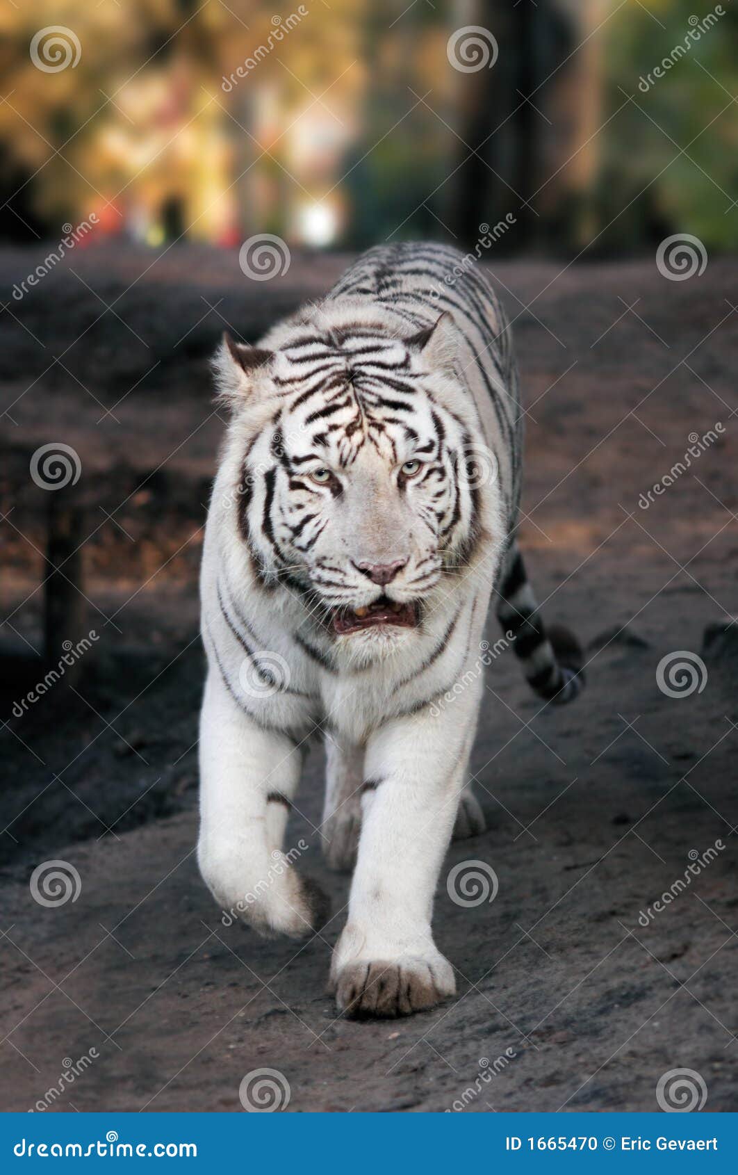 White Tiger Walking Forward