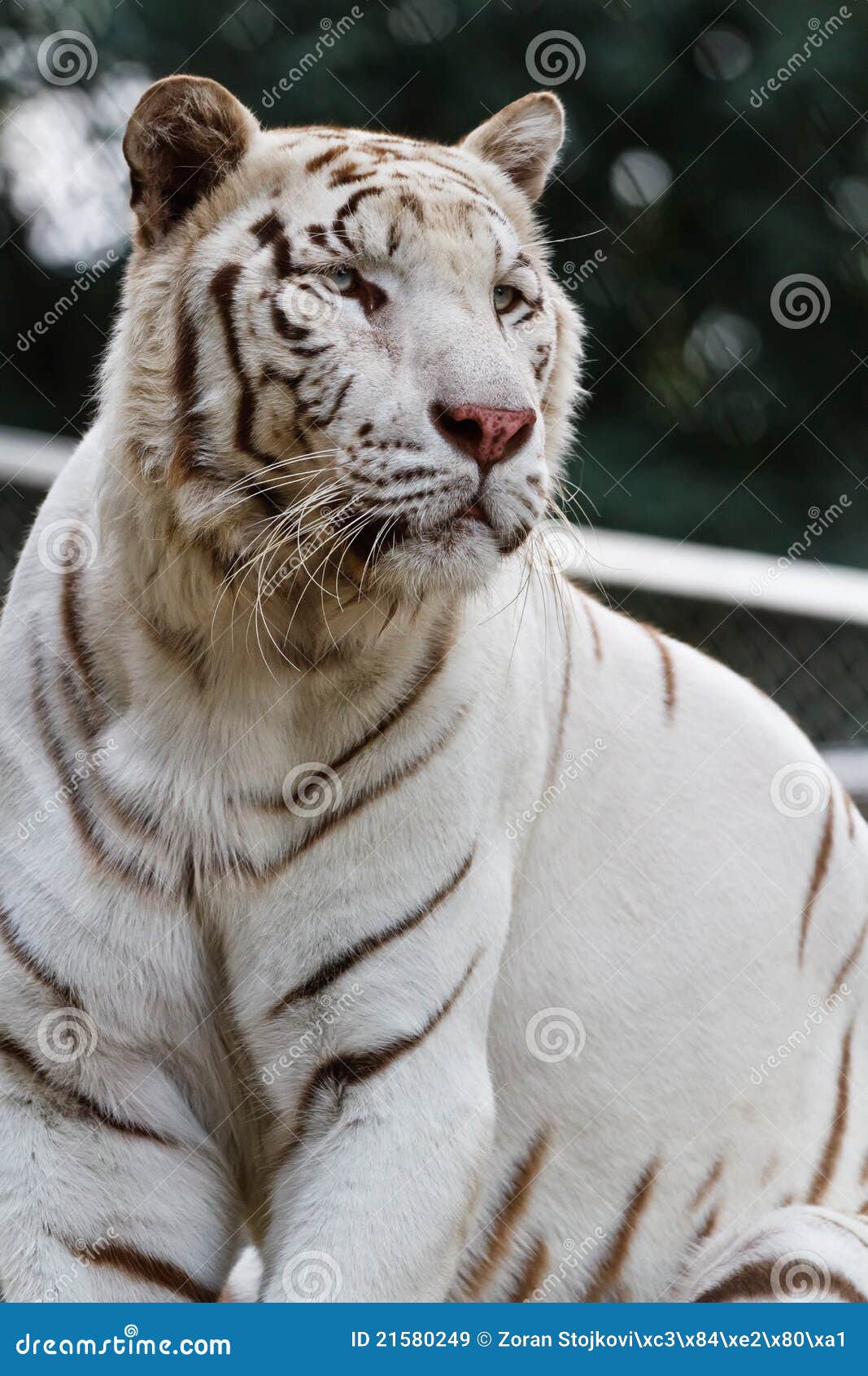 White tiger stock image. Image of power, tiger, look - 21580249