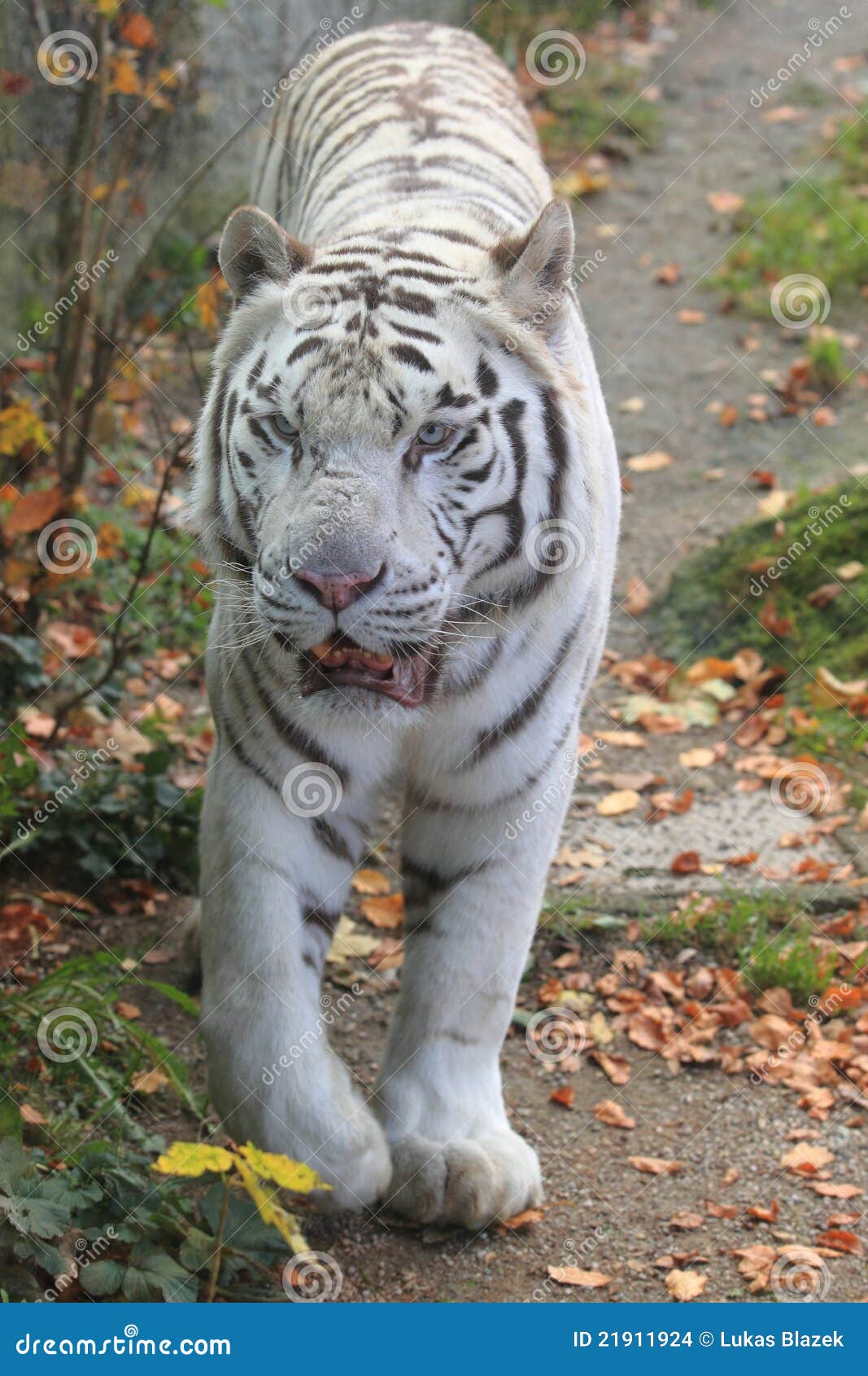 White Tiger Walking Forward
