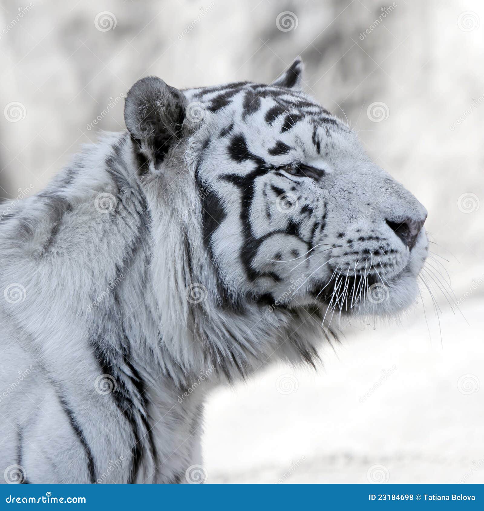 111 Profile Majestic White Tiger Stock Photos - Free & Royalty-Free ...
