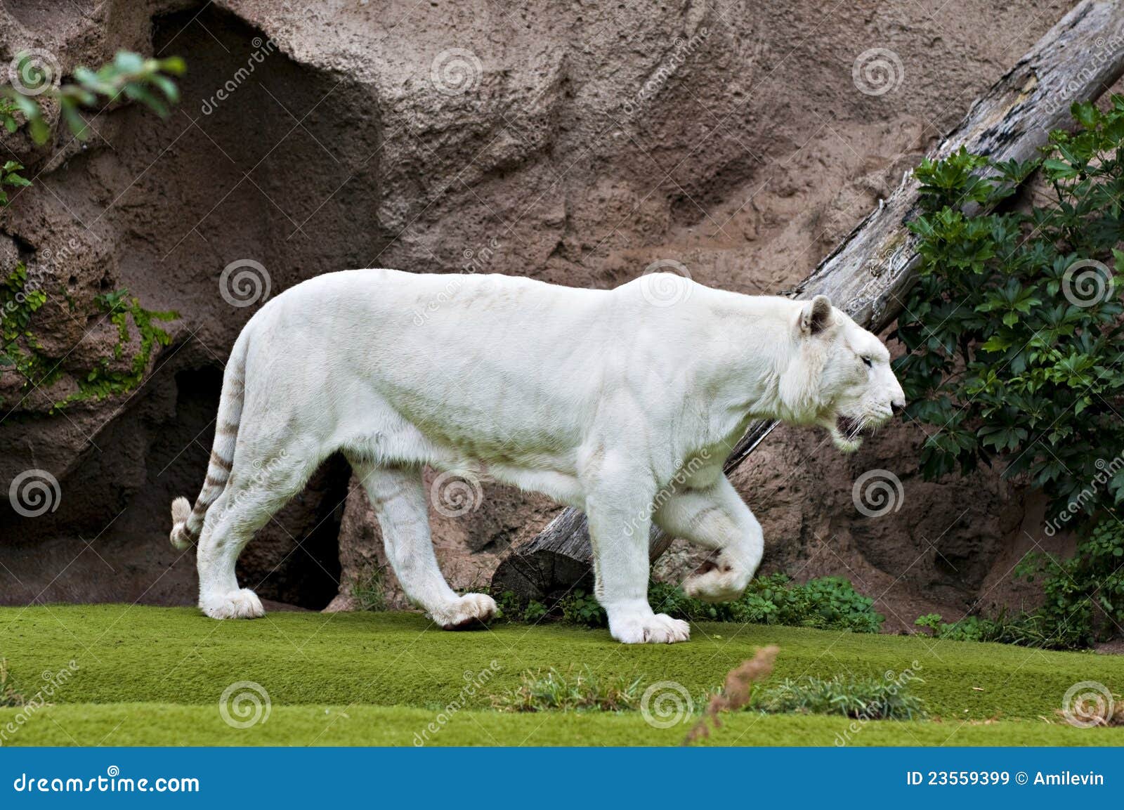 White Tiger Without Stripes