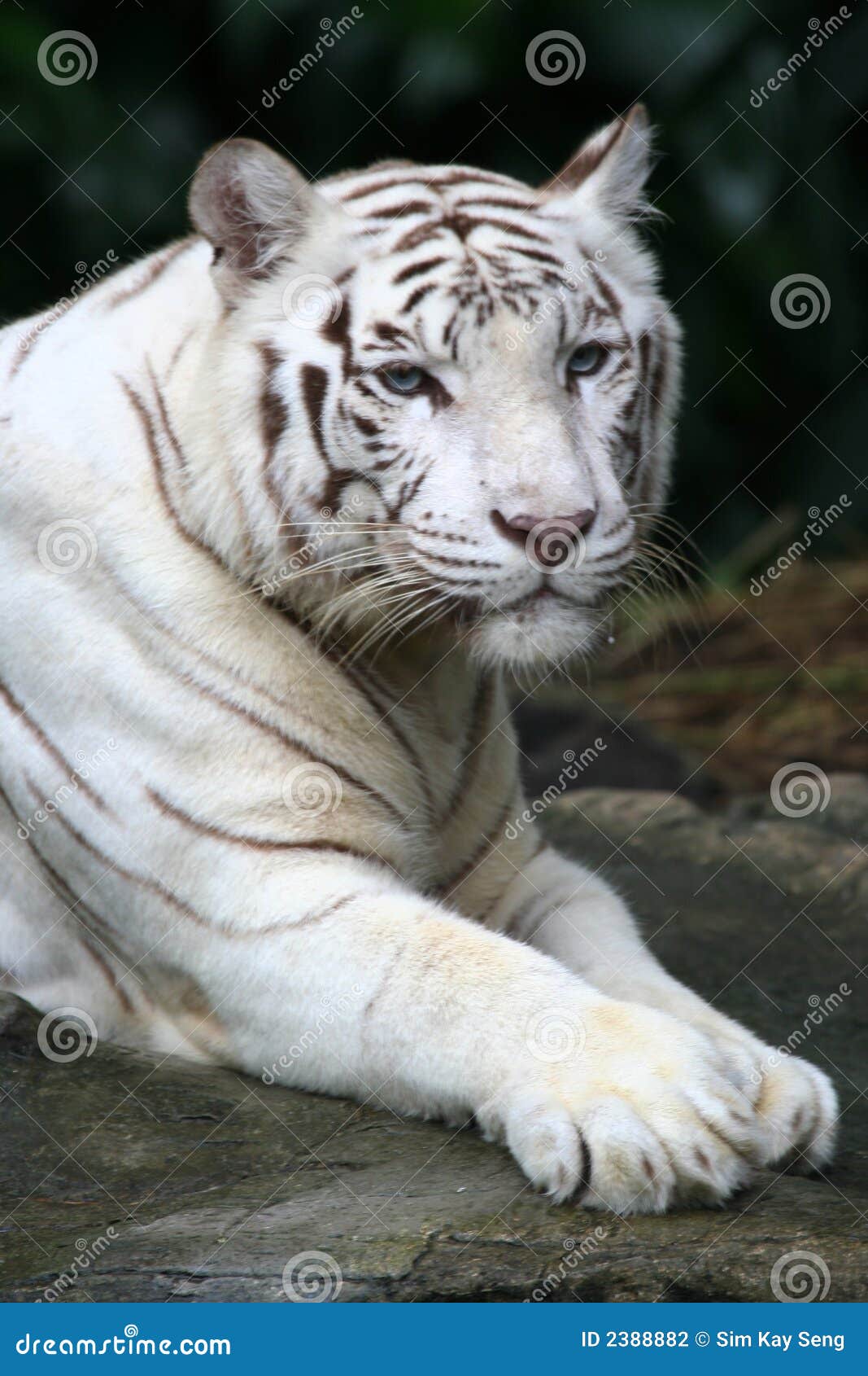White Tiger stock photo. Image of carnivoran, grass, whiskers - 2388882