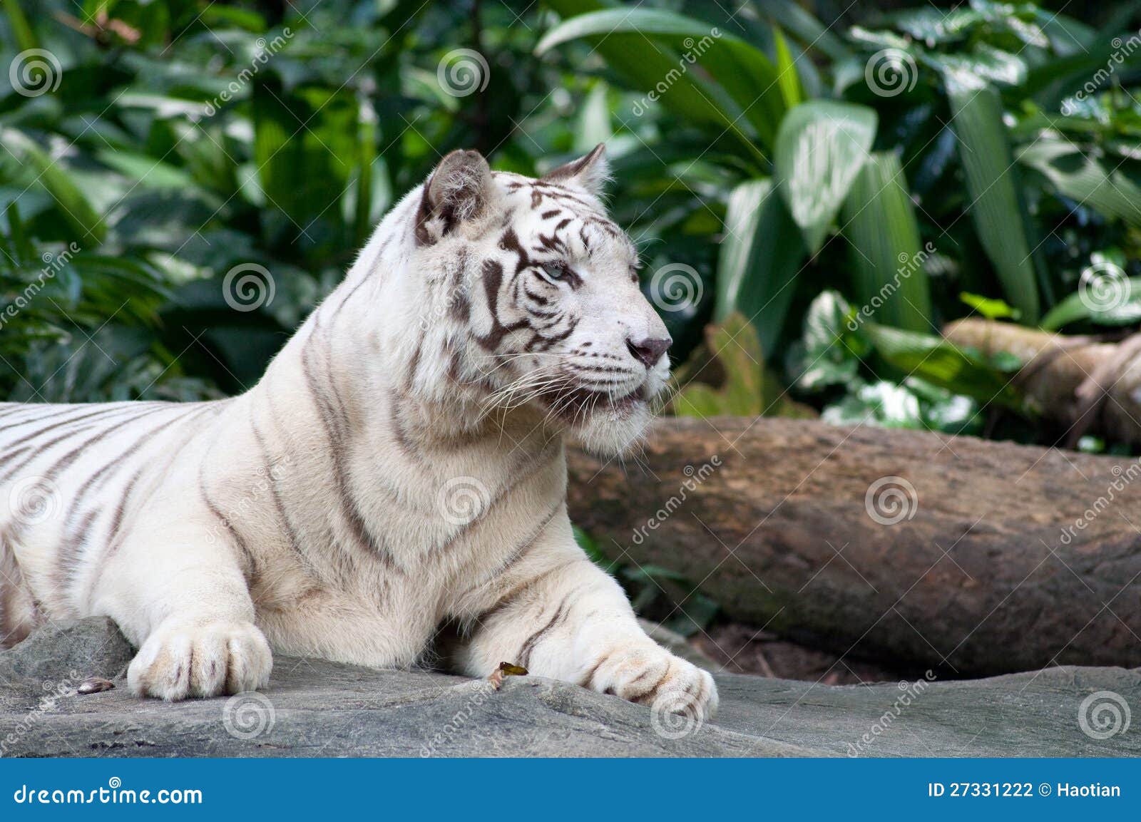 White Tiger stock photo. Image of carnivore, fierce, wild - 27331222
