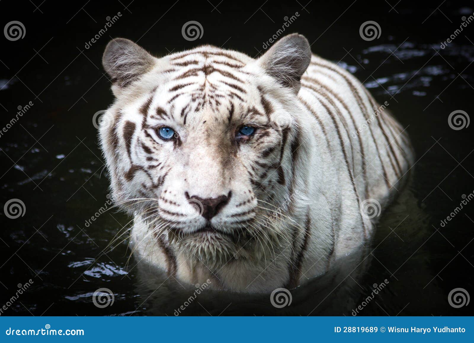 White Tiger stock image. Image of male, blue, black, color - 28819689
