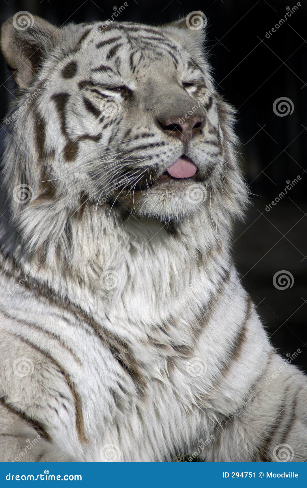 White Tiger stock image. Image of white, predator, tiger - 294751