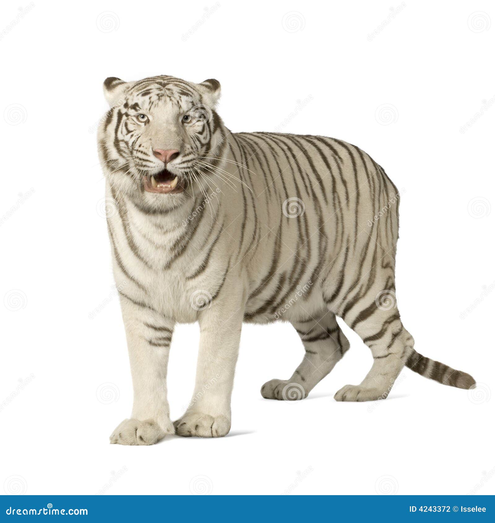 White Tiger Standing Position