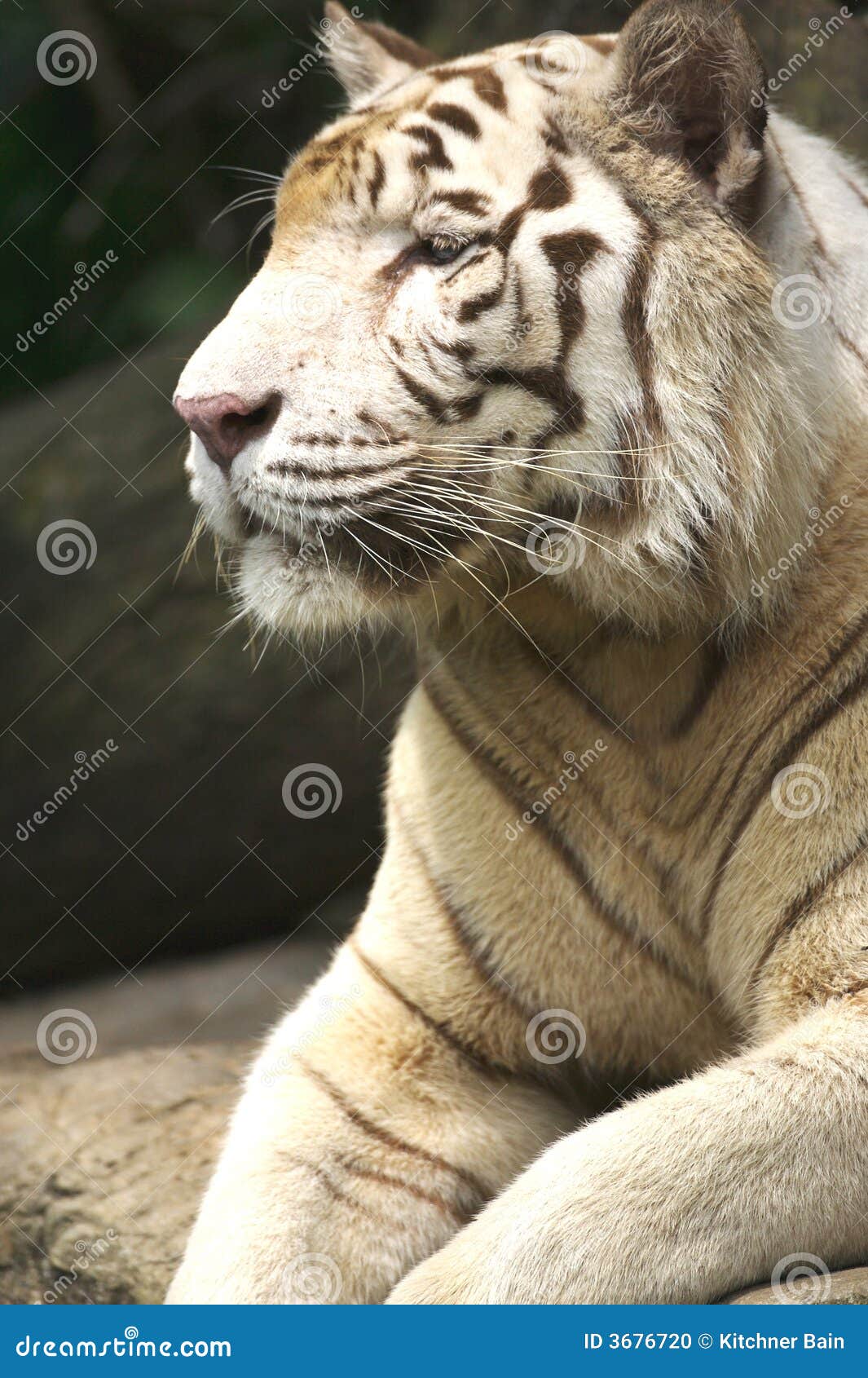 White Tiger stock photo. Image of wild, sitting, portrait - 3676720