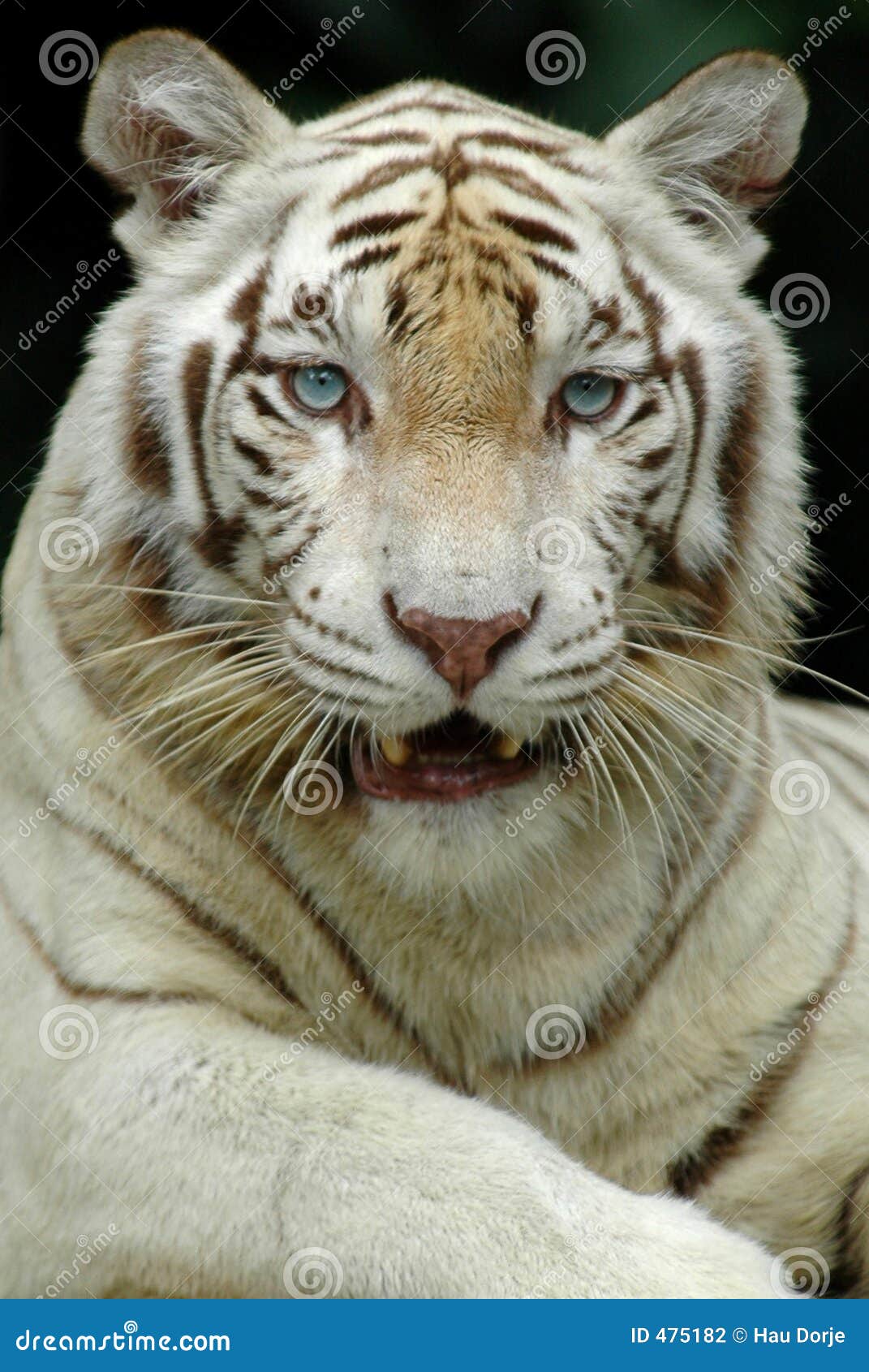 White Tiger stock photo. Image of white, beauty, natural - 475182