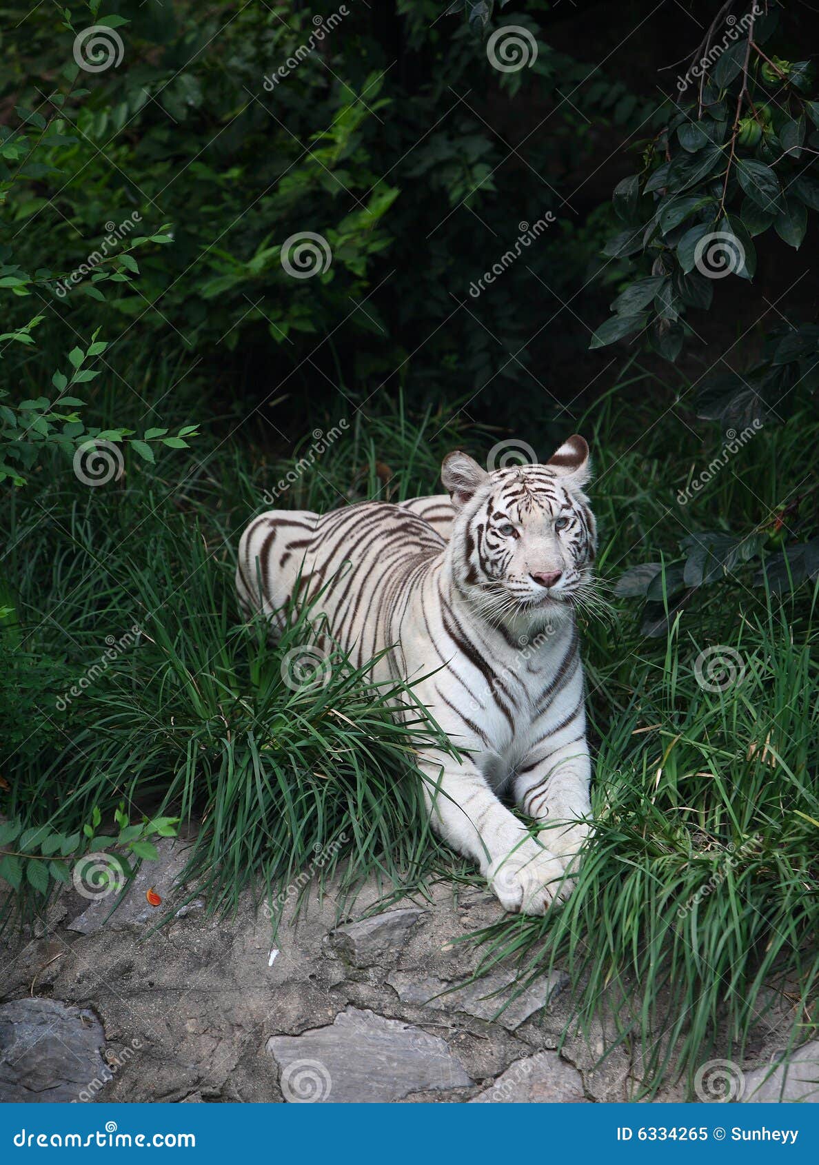 White tiger stock image. Image of animals, predator, gazing - 6334265
