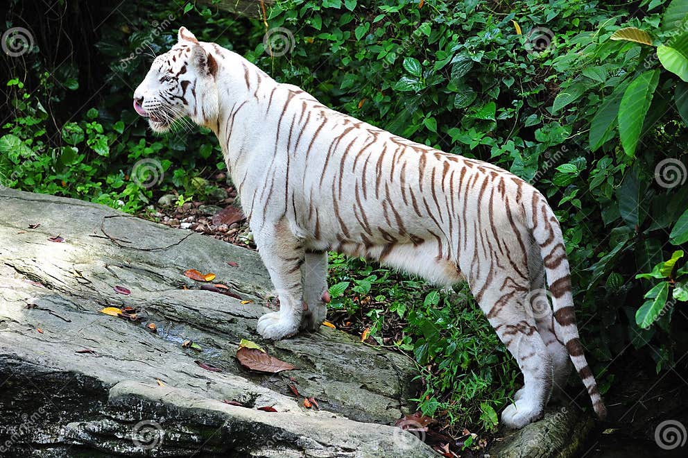 White tiger stock photo. Image of swon, wildlife, pure - 7660512