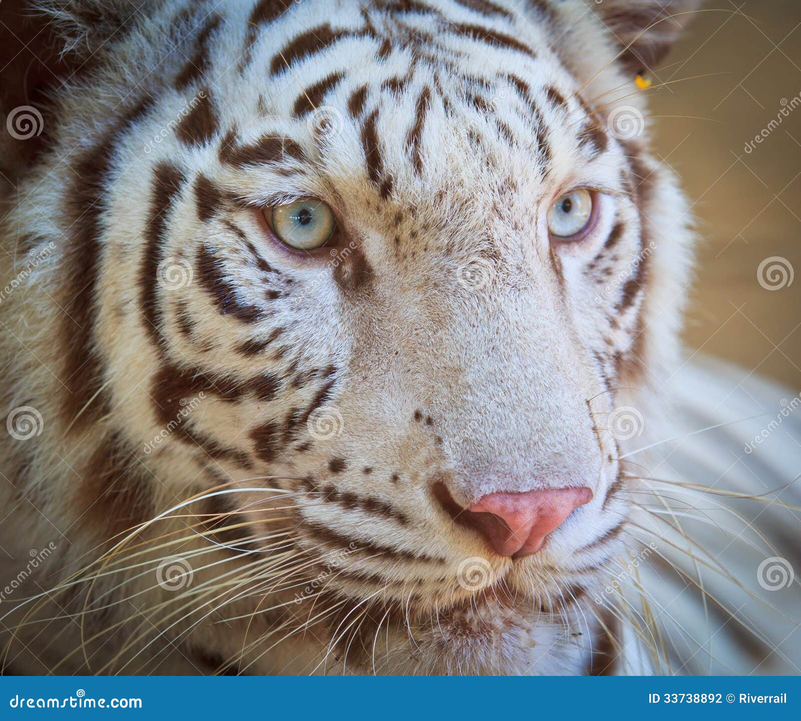 White tiger stock photo. Image of habitat, animal, captivity - 33738892