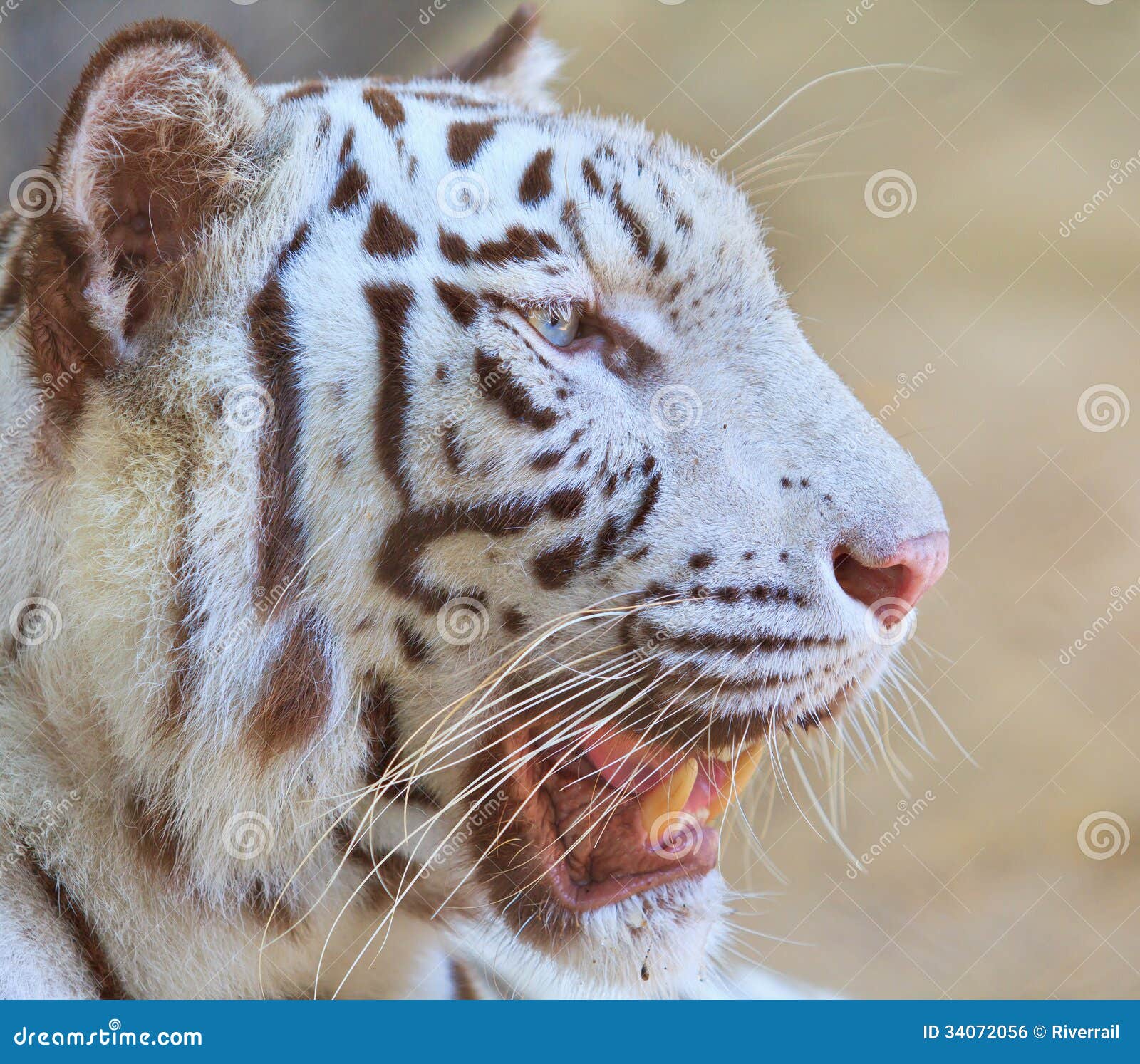White tiger stock photo. Image of habitat, feline, closeup - 34072056