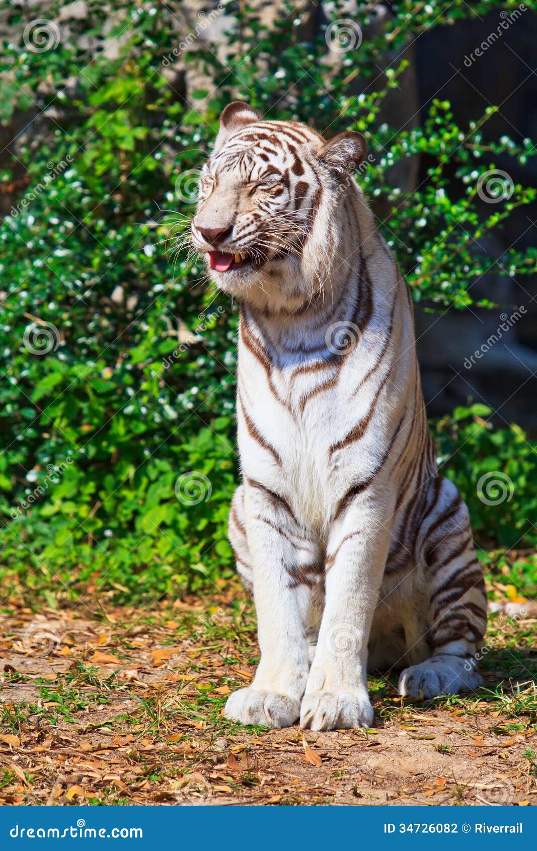 White tiger stock photo. Image of habitat, dangerous - 34726082