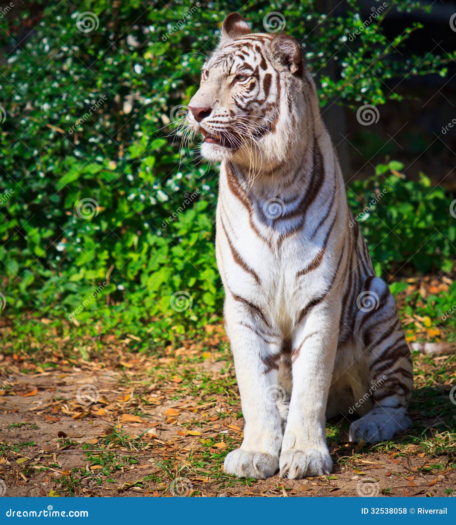 White tiger stock photo. Image of asia, captivity, beast - 32538058