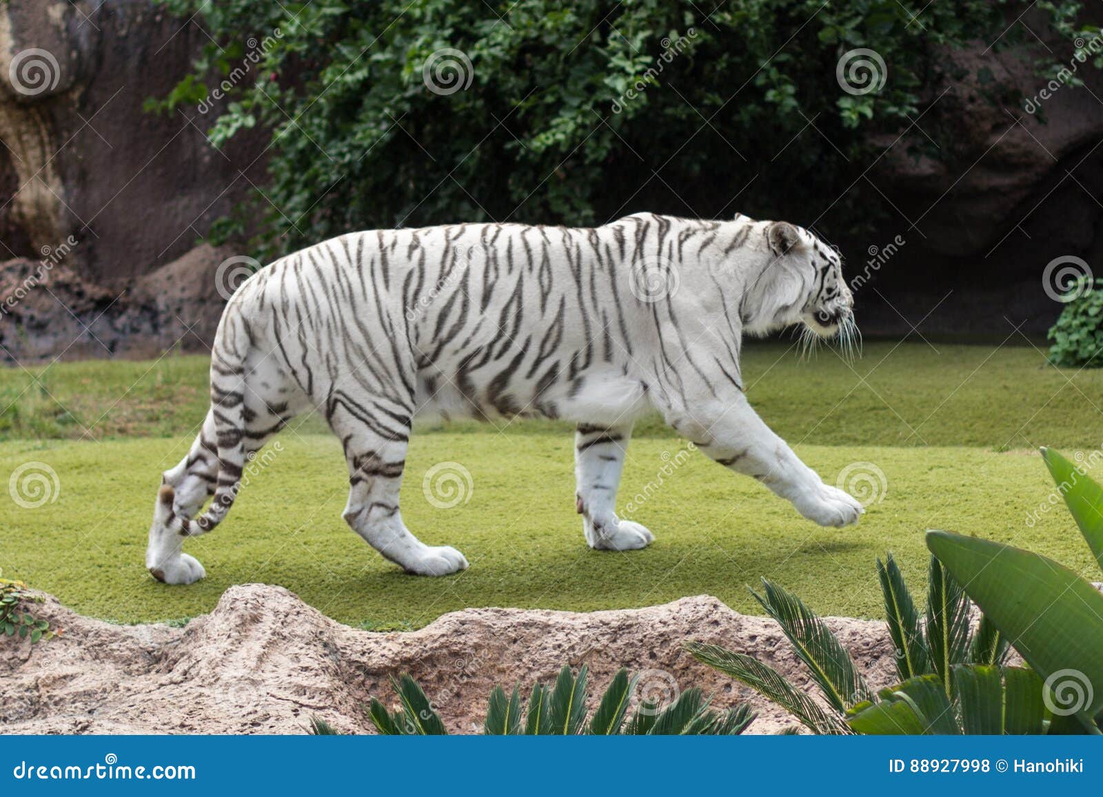 White tiger, albino tiger stock photo. Image of exotic - 88927998