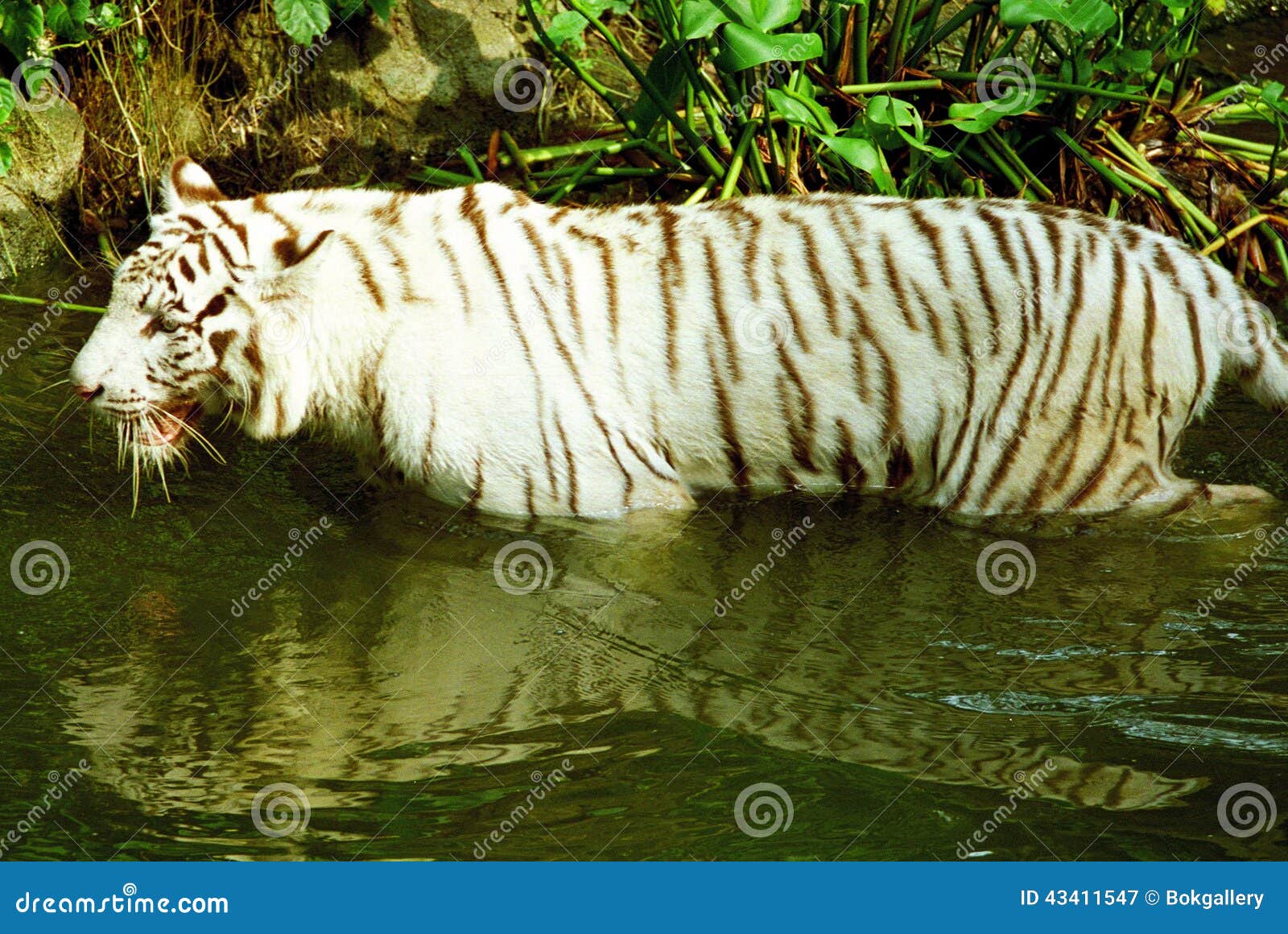 White tiger stock image. Image of horizontal, wildcat - 43411547