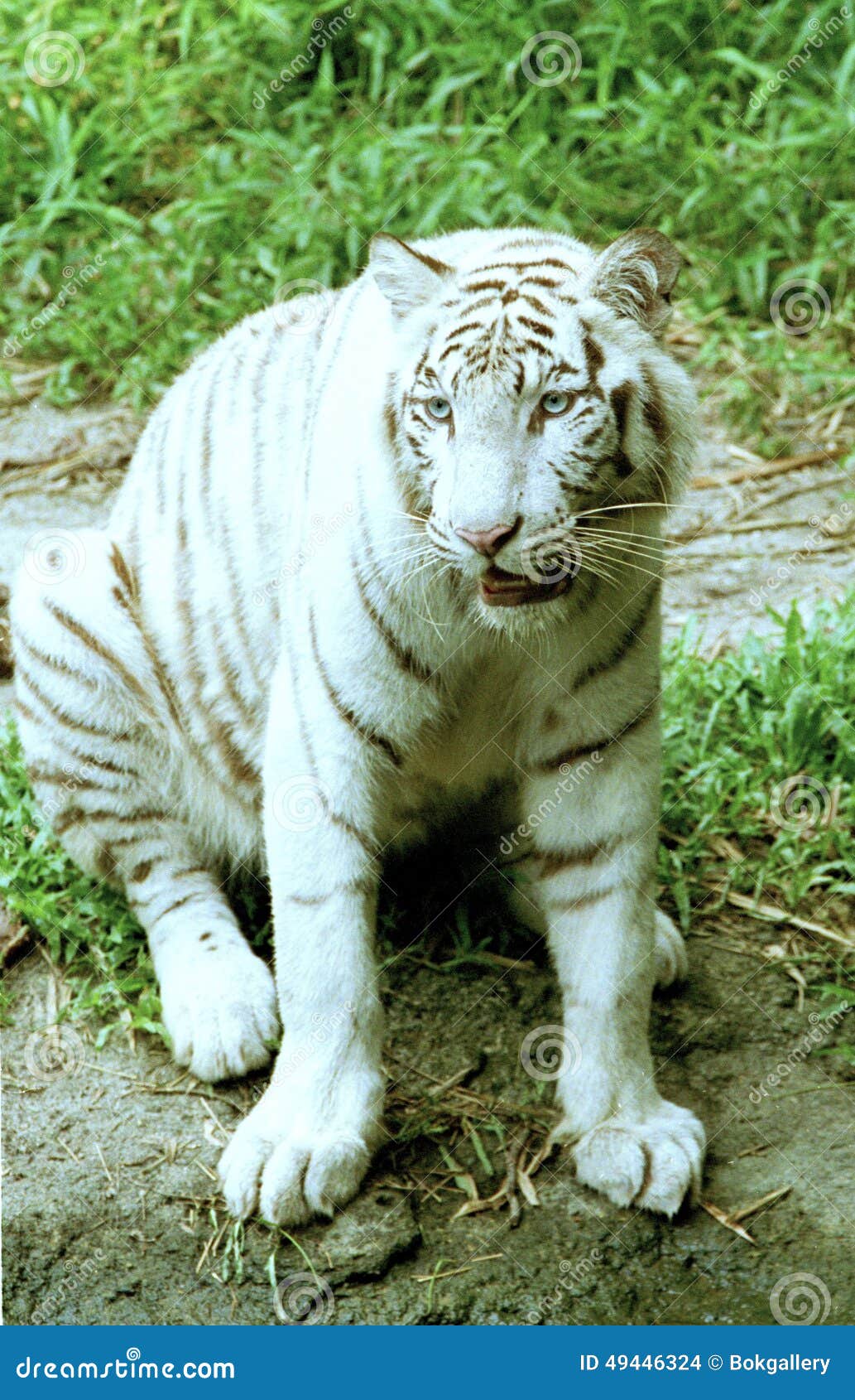 White Tiger stock photo. Image of natural, vertical, wildlife - 49446324
