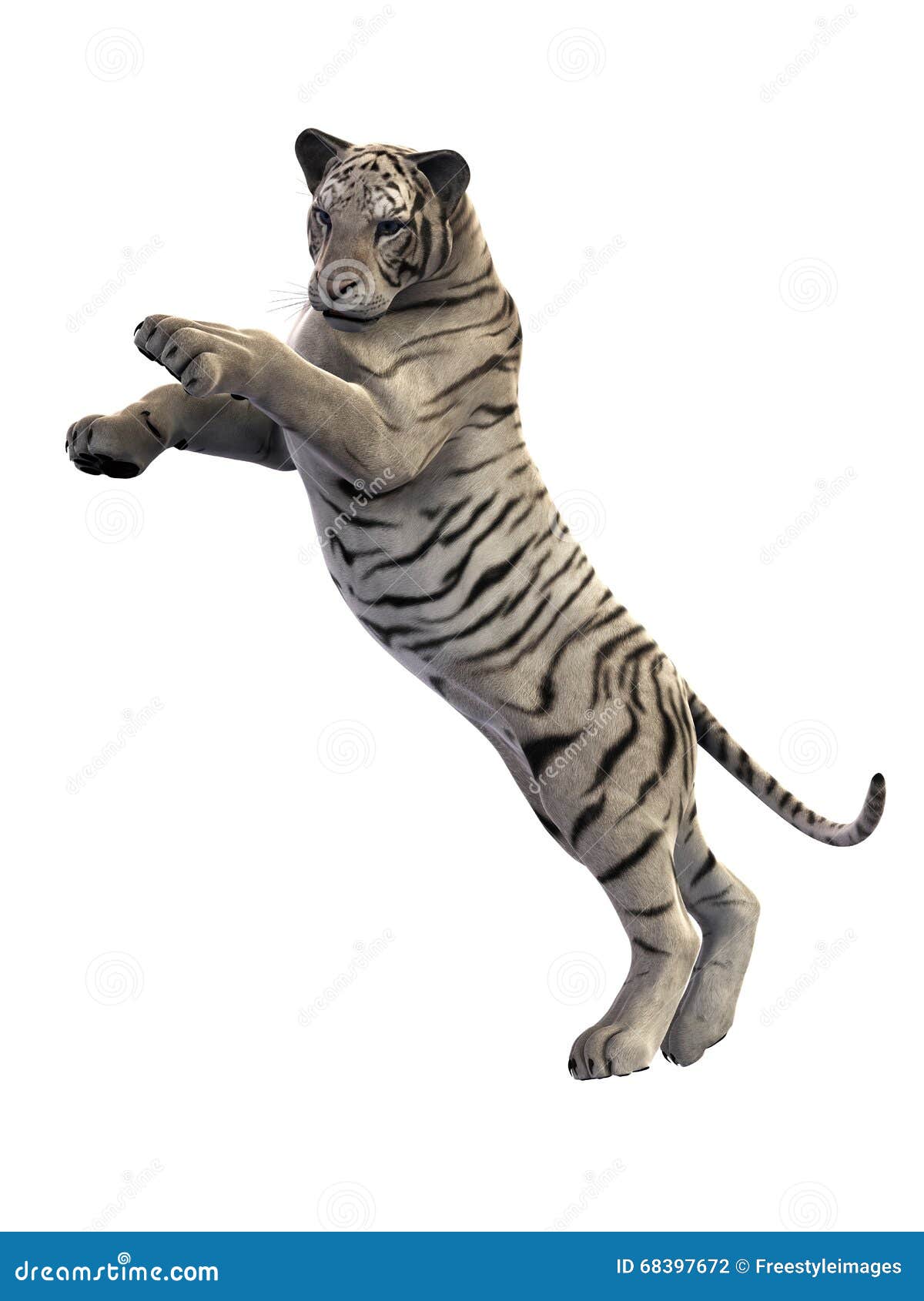 White Tiger Attacking, Animal on White Stock Illustration ...