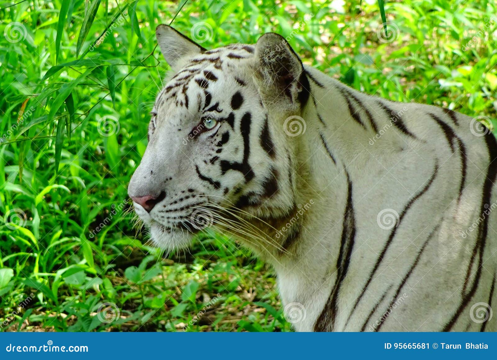 The White Tiger. stock image. Image of tiger, nature - 95665681