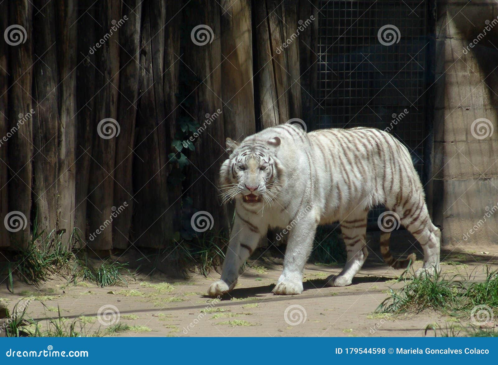 A little angry white tiger stock photo. Image of nthis - 179544598