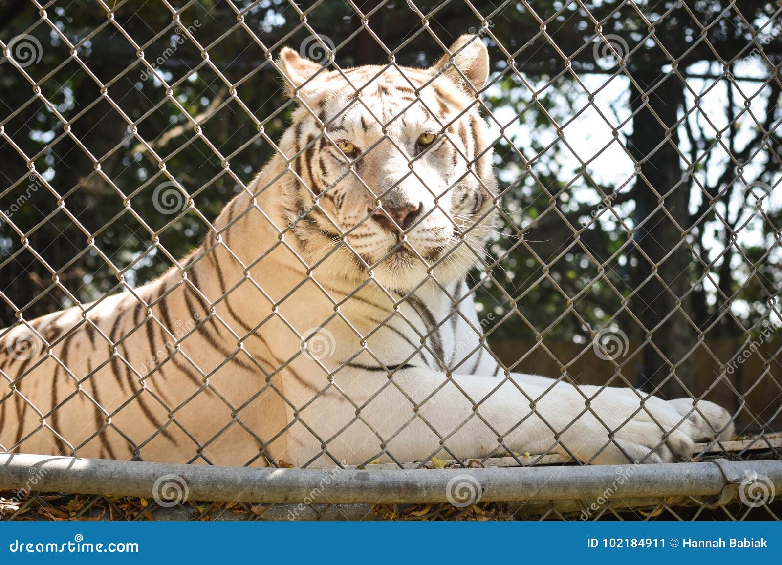White Tiger in Captivity stock image. Image of kings - 102184911