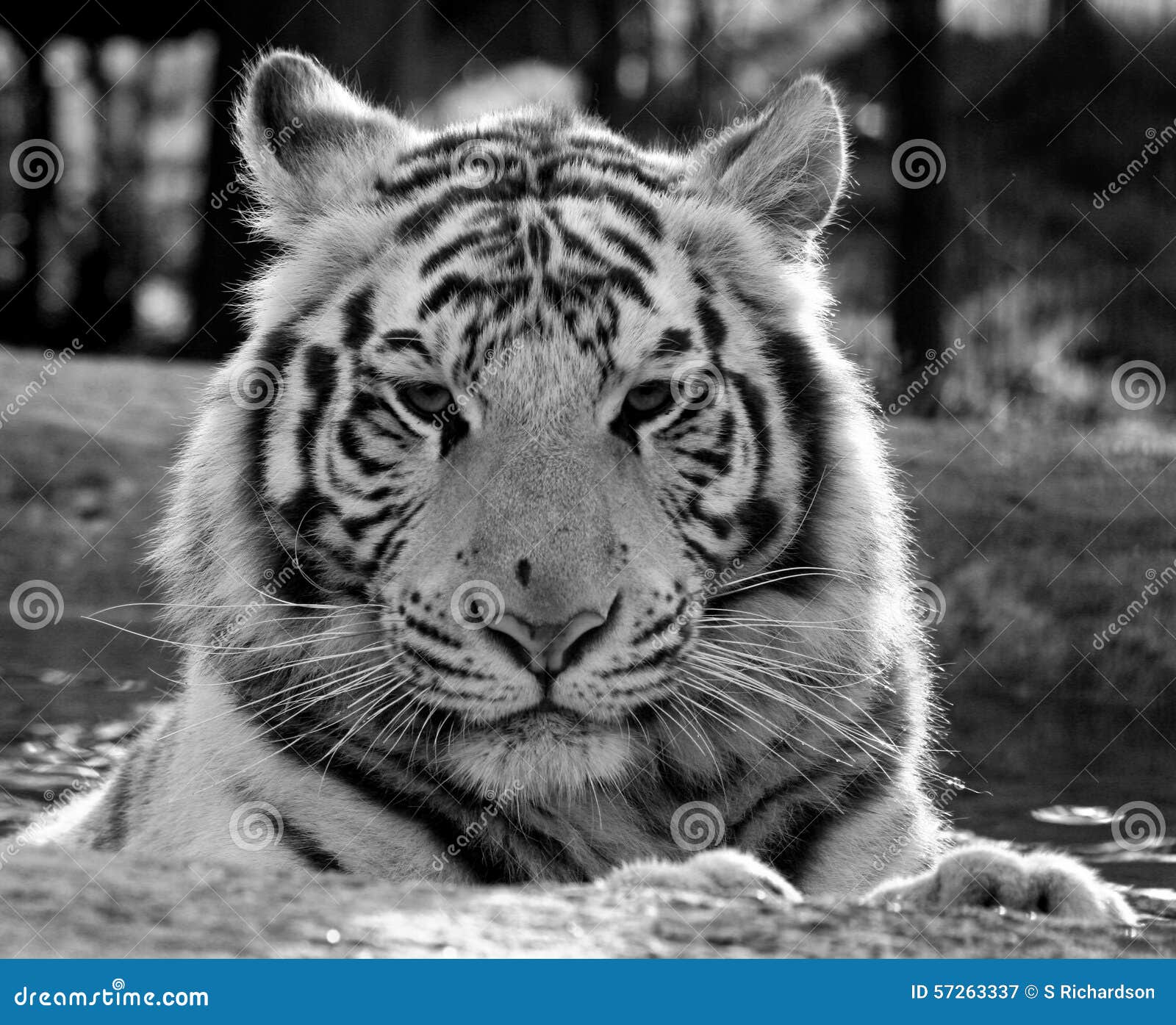 White Tiger B&W Close Up Stock Image - Image of furry, bleached: 57263337