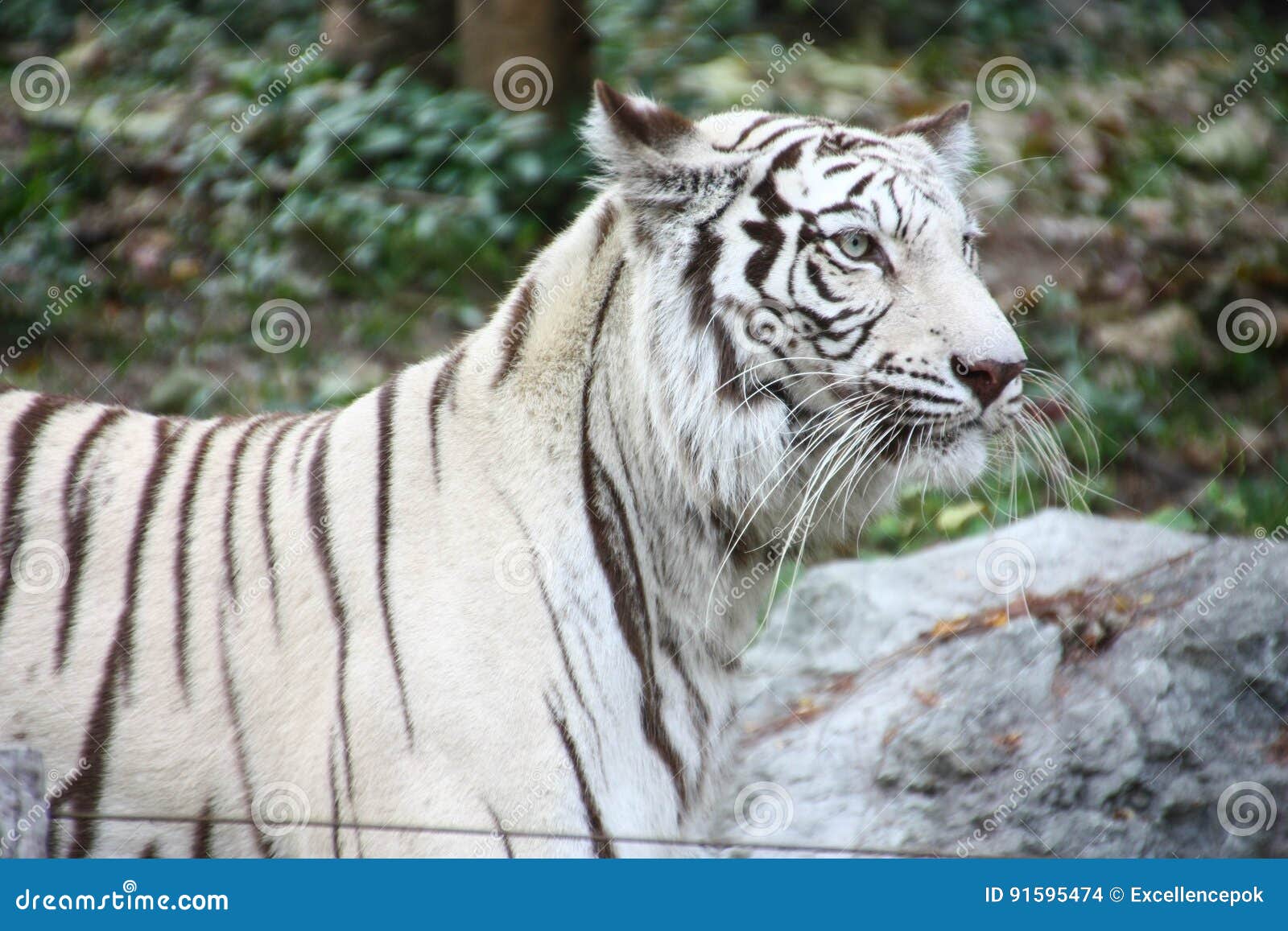 White tiger stock photo. Image of siberian, danger, carnivore - 91595474