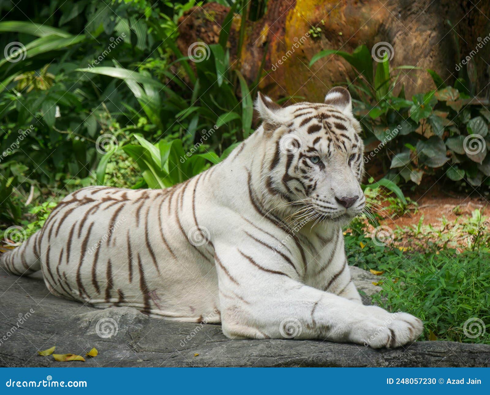 White Tiger or Bleached Tiger Stock Photo - Image of creature ...