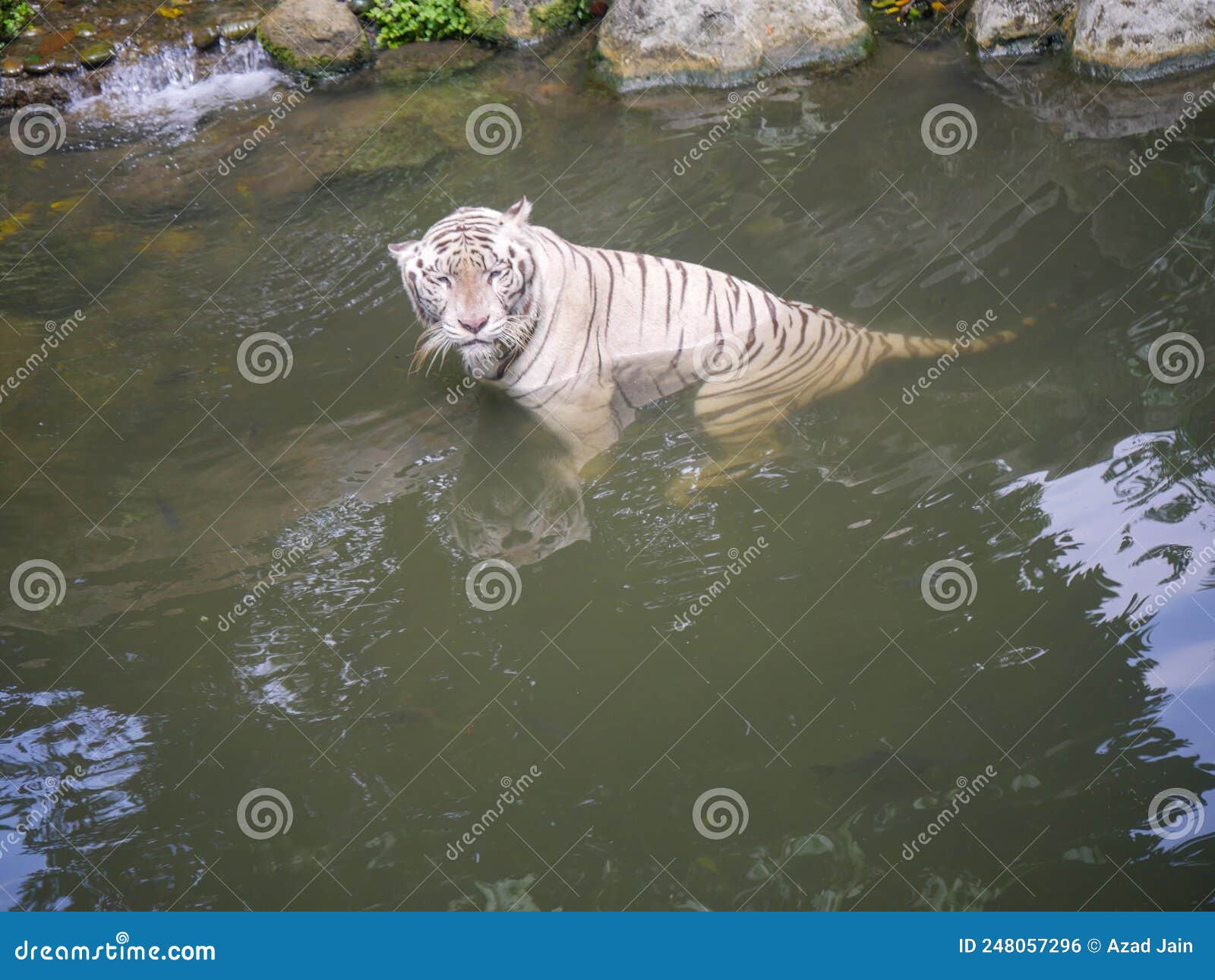 White Tiger or Bleached Tiger Stock Photo - Image of bengal, nature ...