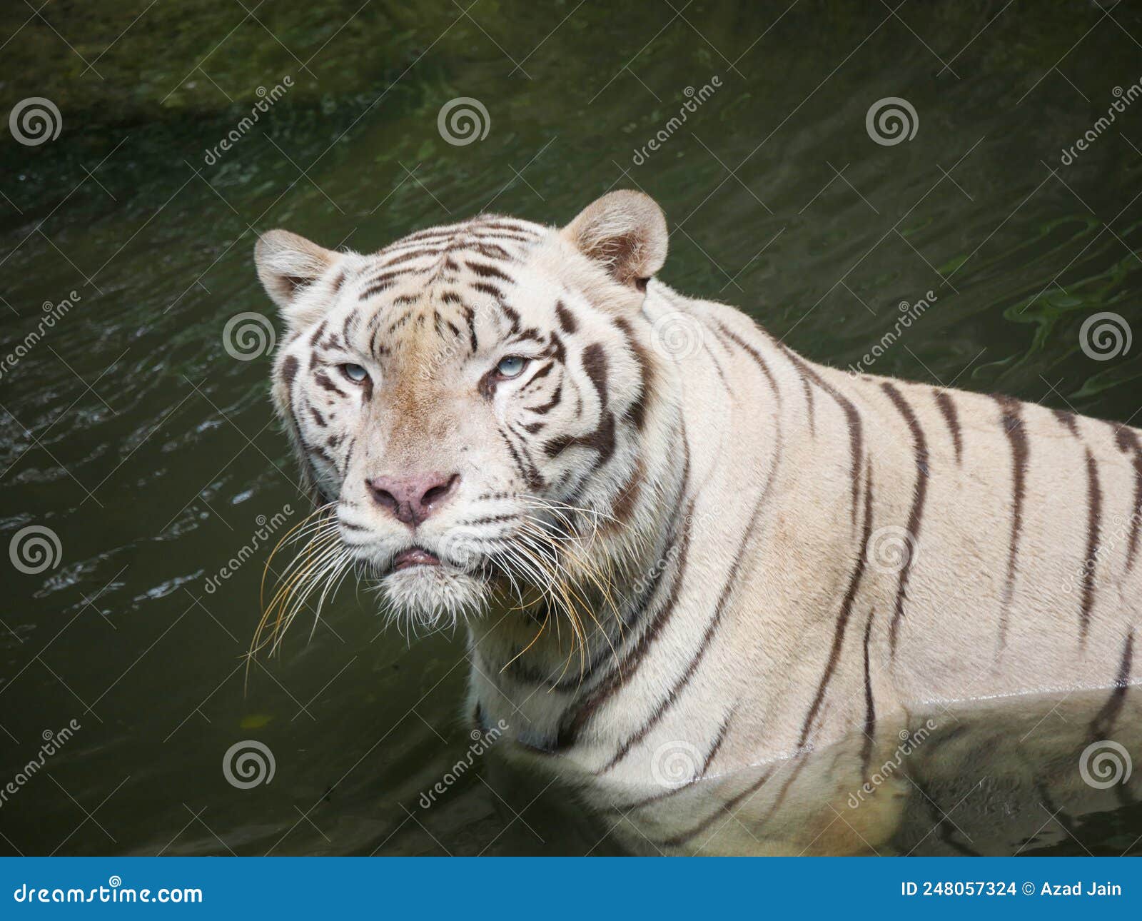White Tiger or Bleached Tiger Stock Photo - Image of portrait, mammal ...
