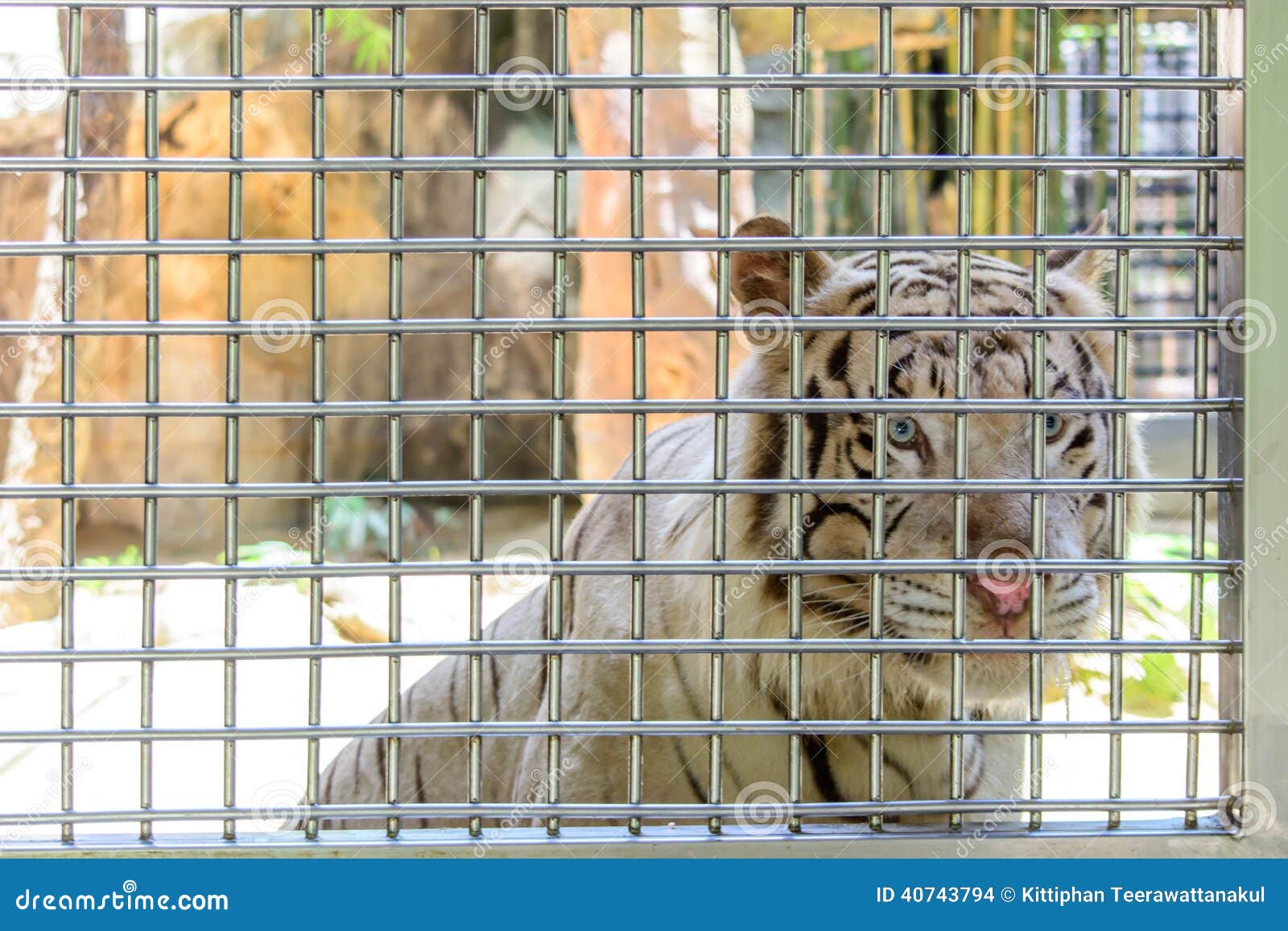 White tiger in cage stock photo. Image of security, cage - 40743794