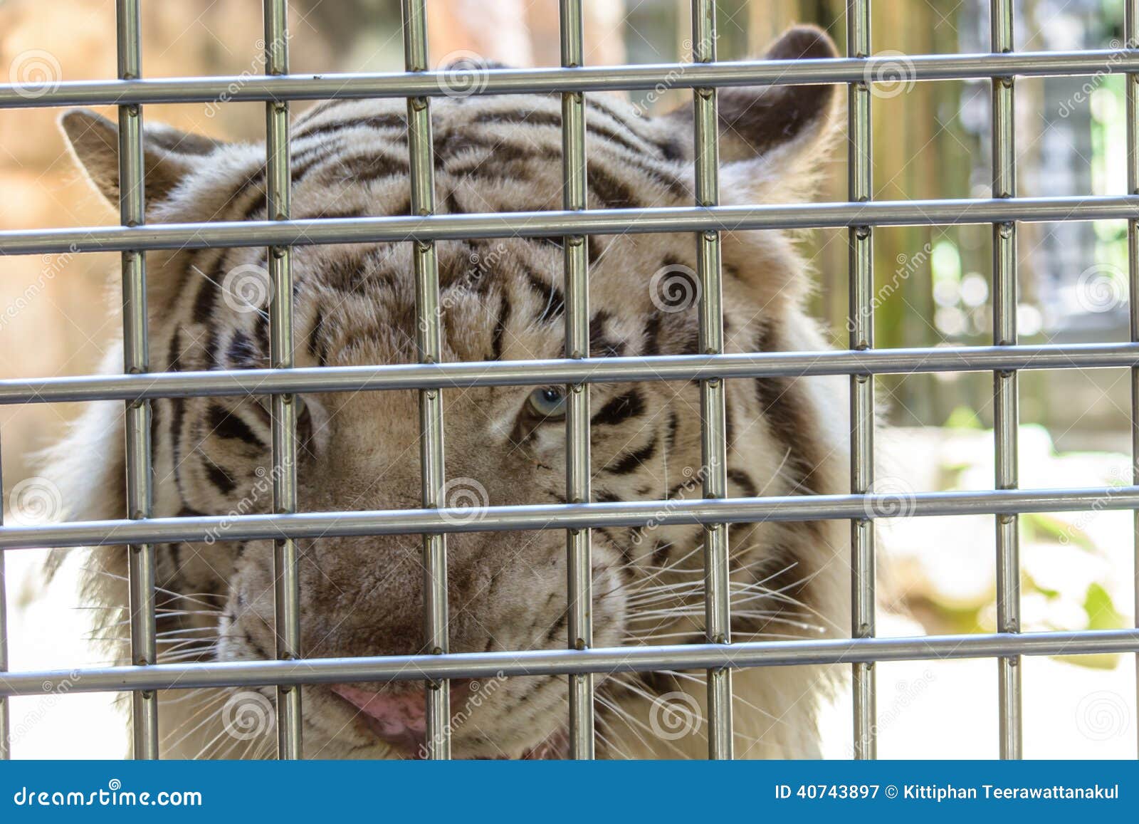 White tiger in cage stock image. Image of close, park - 40743897