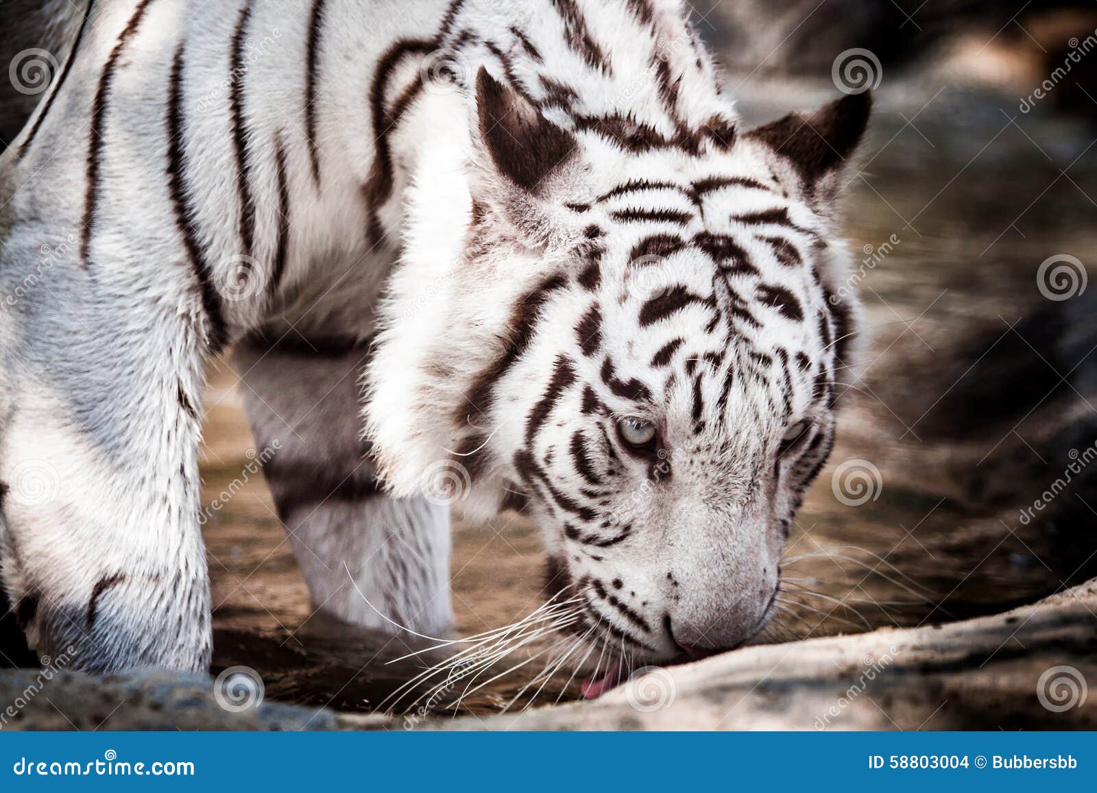 White tiger in a cage stock photo. Image of protection - 58803004