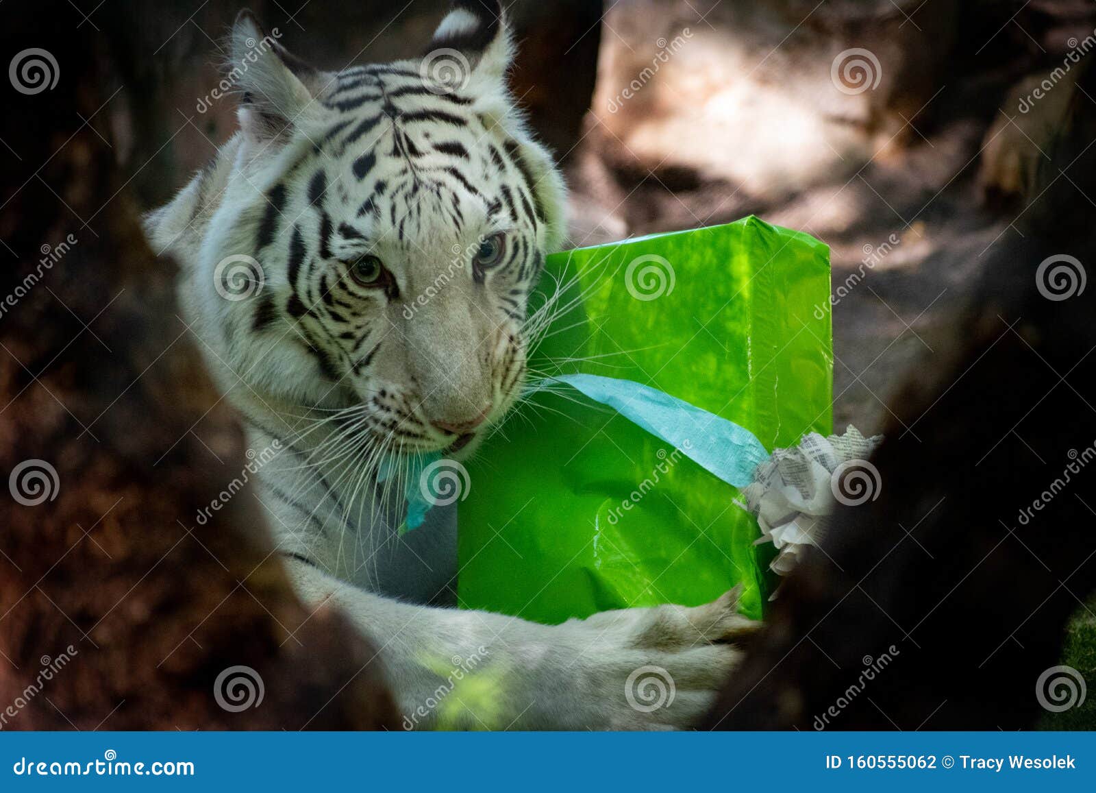 White Tiger Holding a Wrapped Present Stock Photo - Image of garden ...