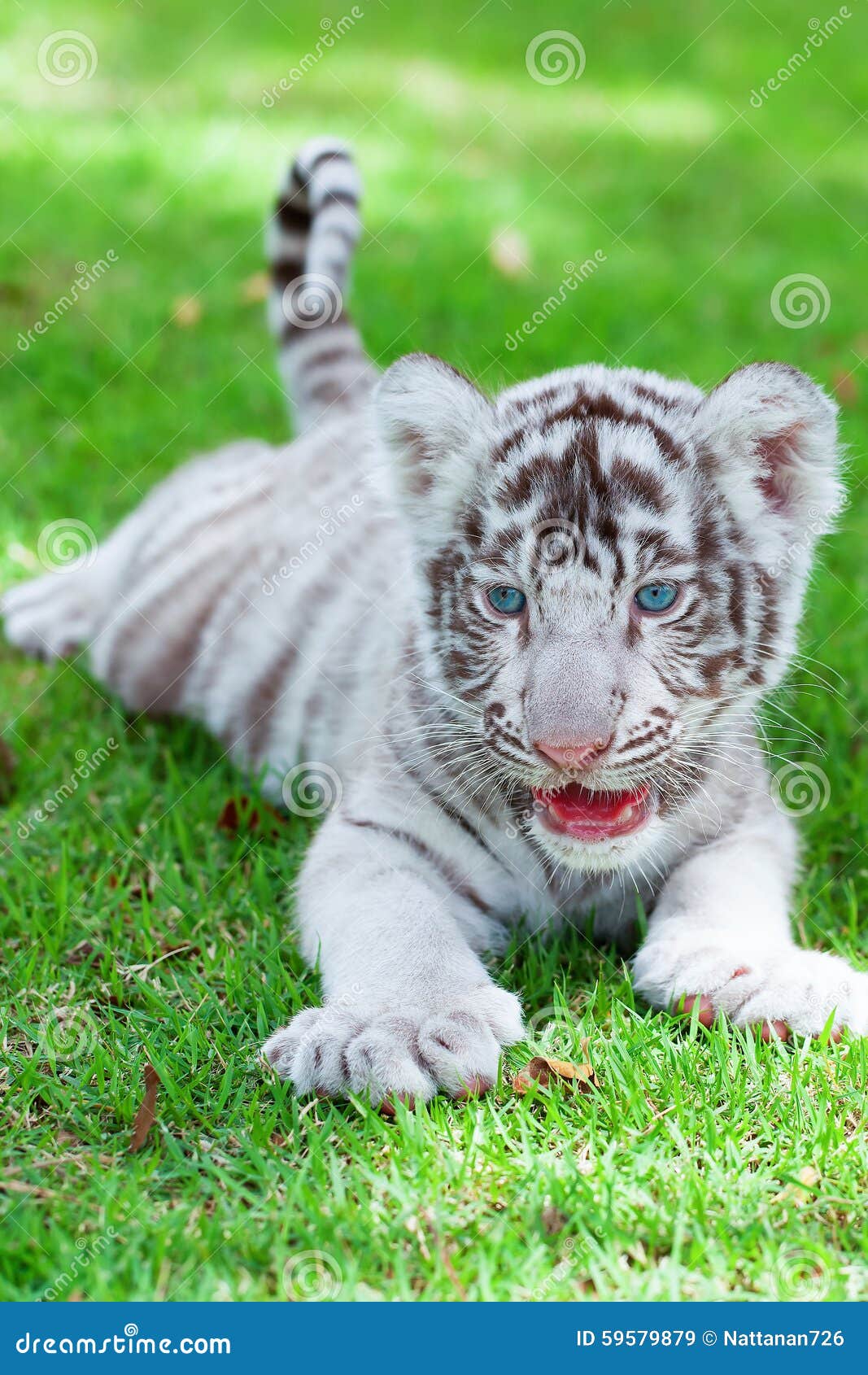 White Tiger. stock image. Image of tiger, stripes, face - 59579879
