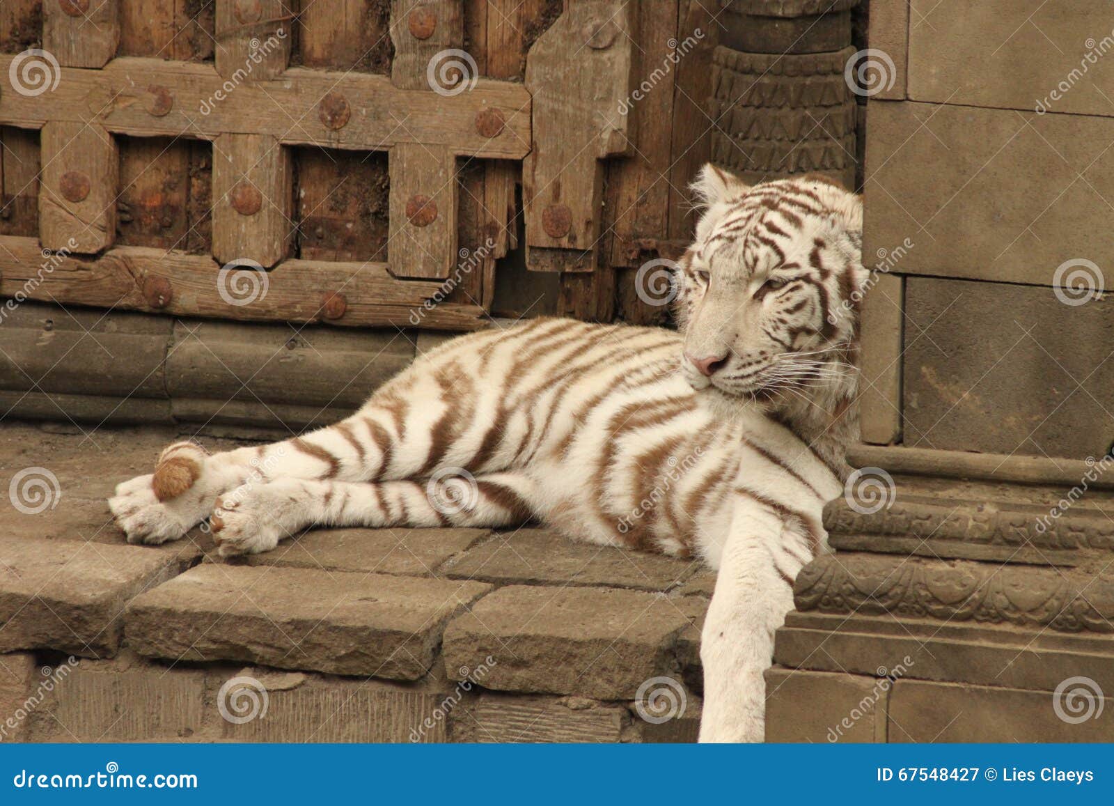White tiger stock image. Image of nature, stripes, wild - 67548427