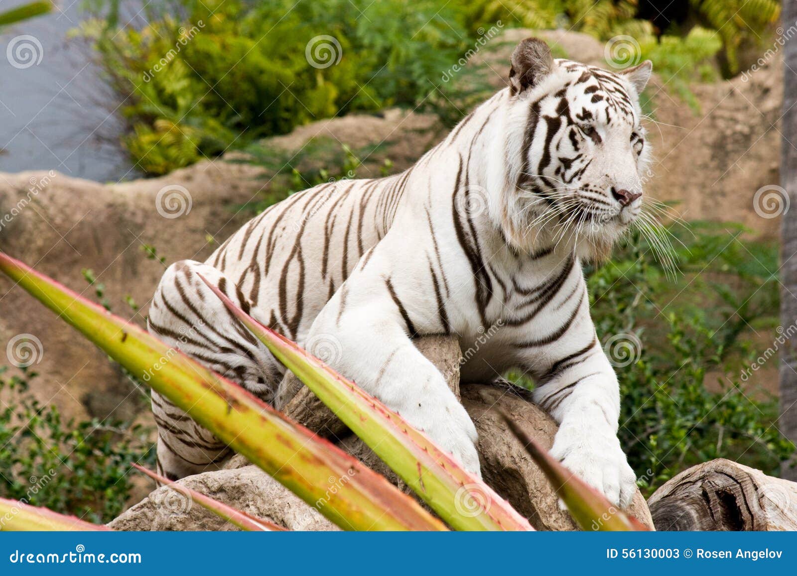 White tiger stock image. Image of nature, tenerife, little - 56130003