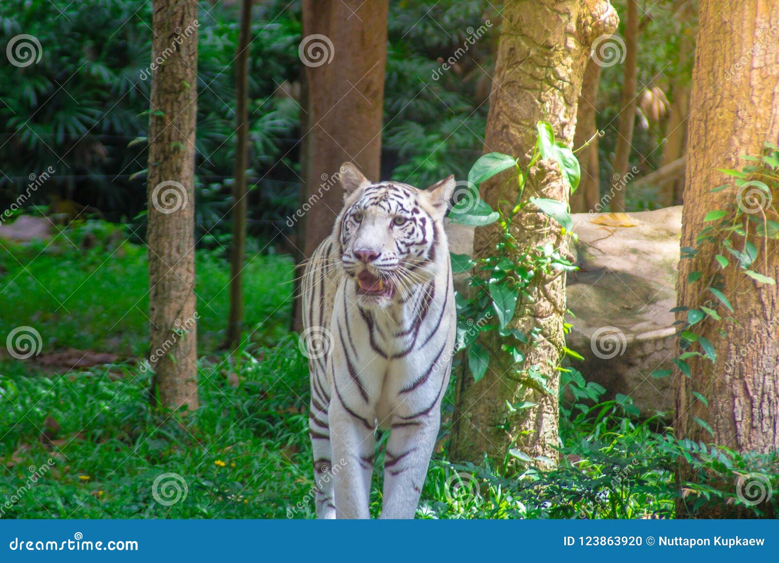 White Tiger stock photo. Image of bengal, green, animals - 123863920