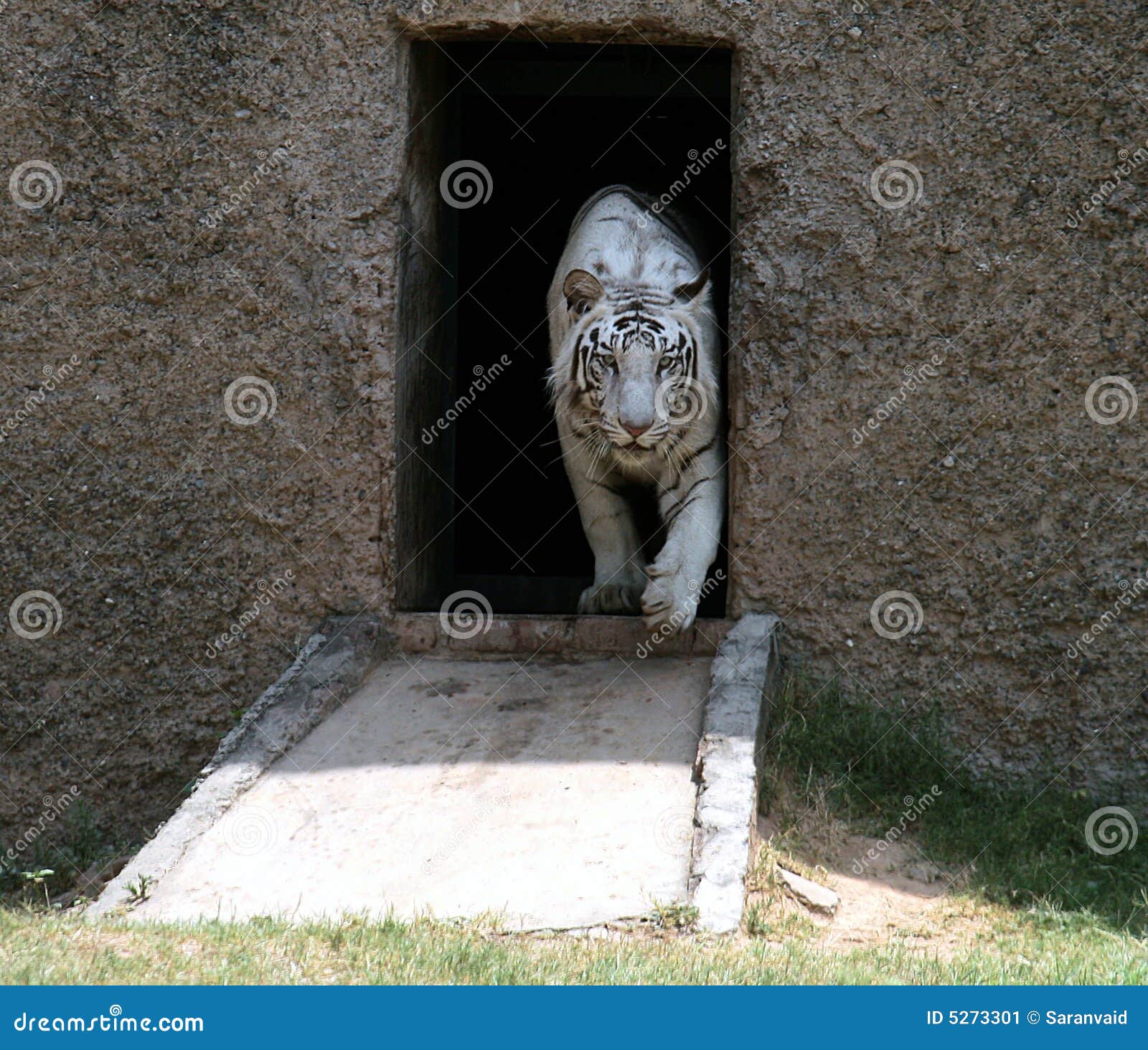 White Tiger coming out stock image. Image of savage, mammal - 5273301