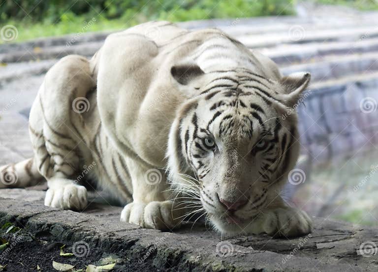 White Tiger Crouched before Jumping Stock Photo - Image of beautiful ...
