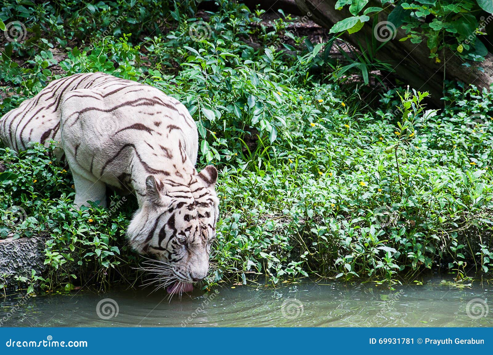 White tiger drinking water stock image. Image of feline - 69931781