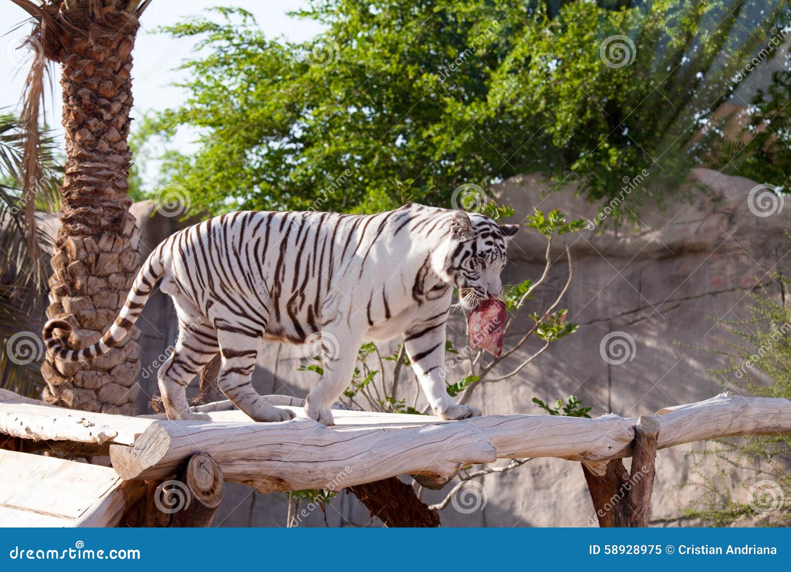White tiger stock image. Image of beast, eyes, beautiful - 58928975