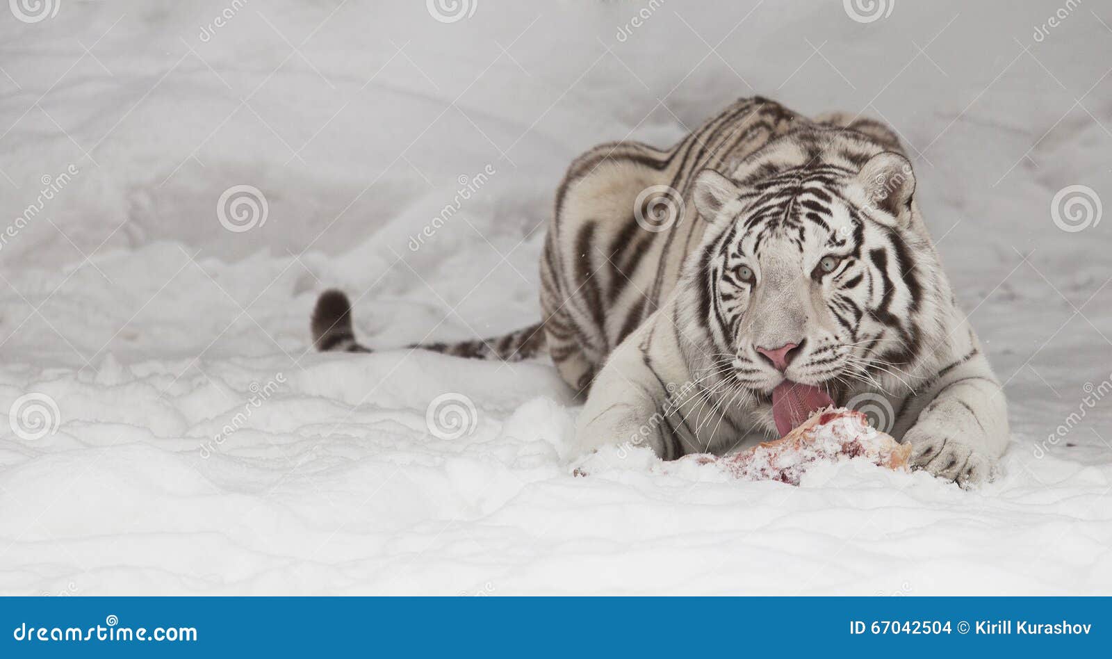 White tiger eating meat stock photo. Image of striped - 67042504