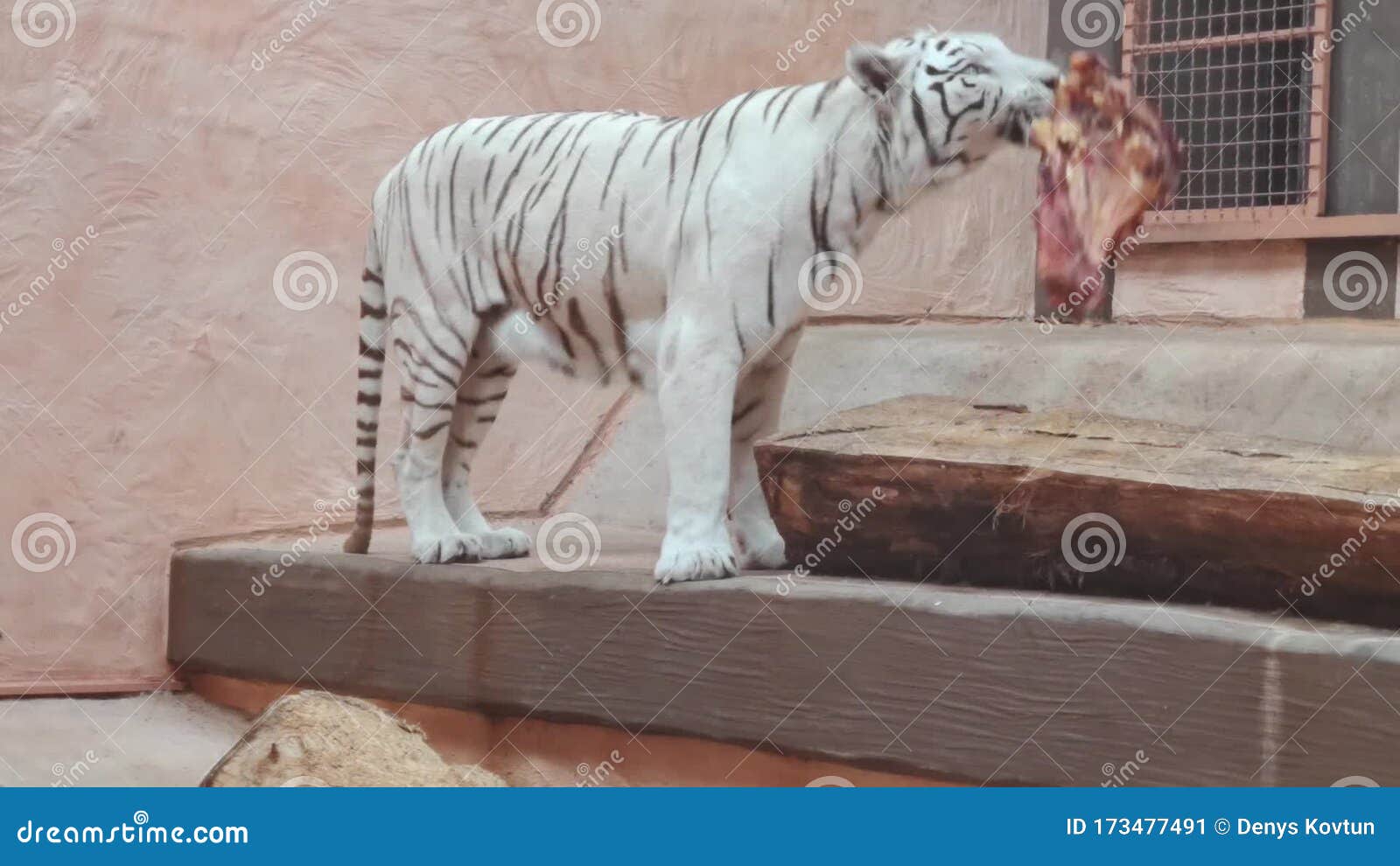 White Tiger is Eating Meat. Stock Video - Video of fierce, carnivore ...