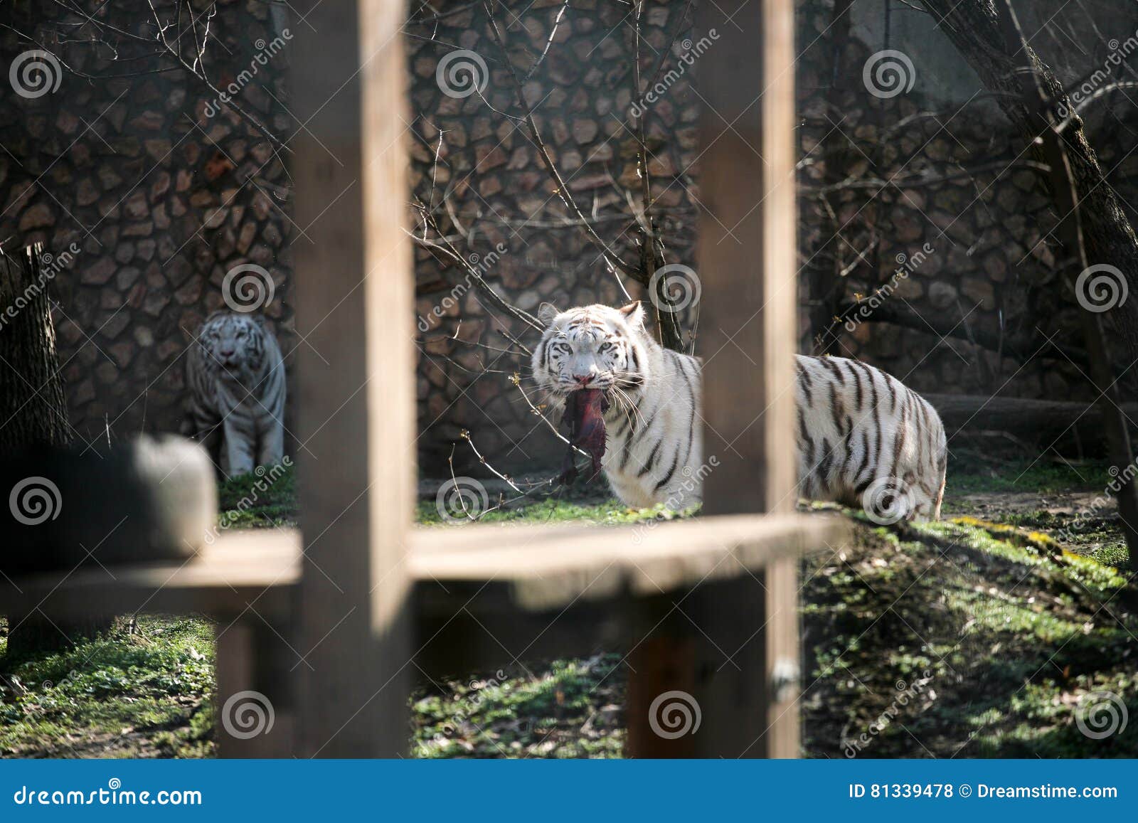 White tiger eating stock photo. Image of mammals, eating - 81339478