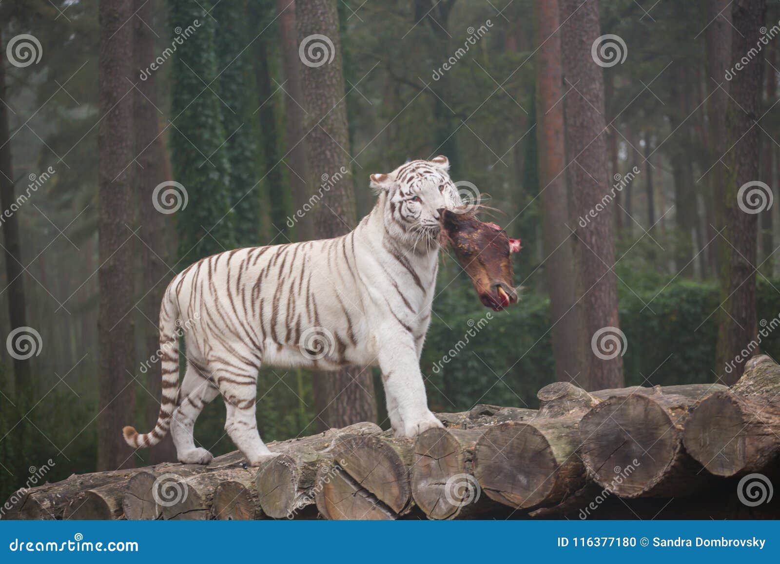 A White Tiger Eats Fresh Meat Stock Photo - Image of asia, fresh: 116377180