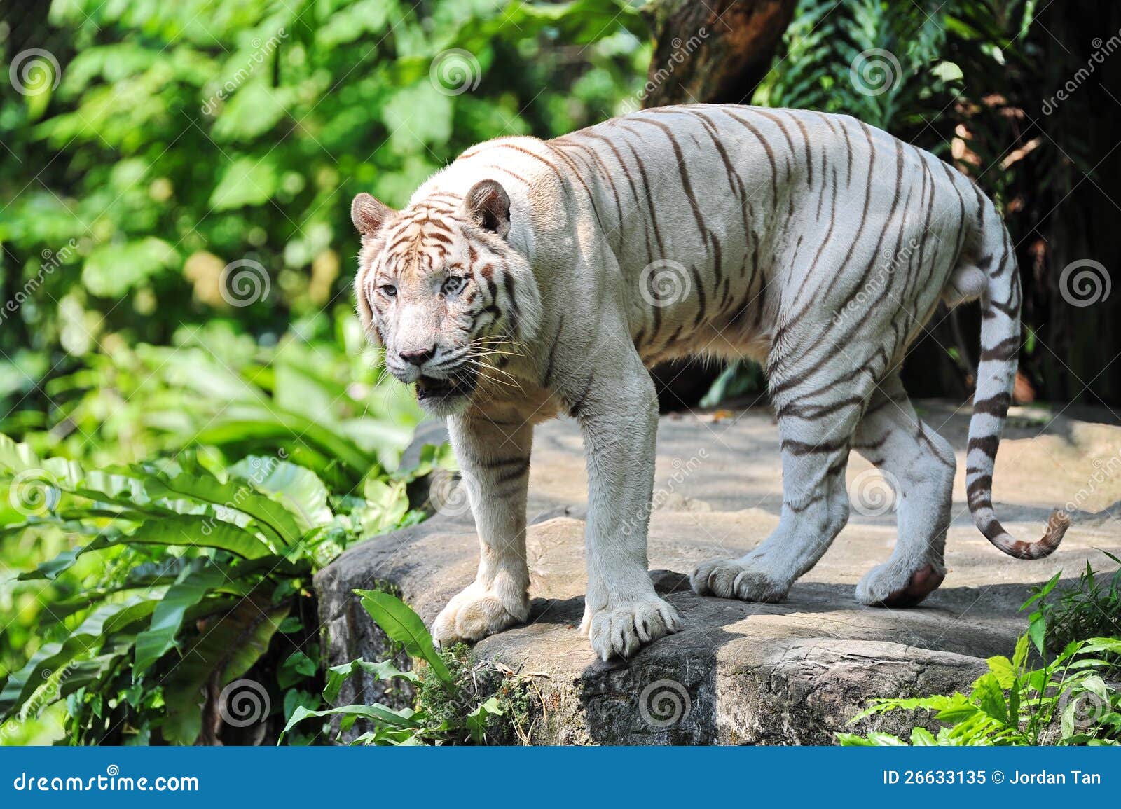 White Tiger at the Edge of Cliff Stock Image - Image of rare, tiger ...