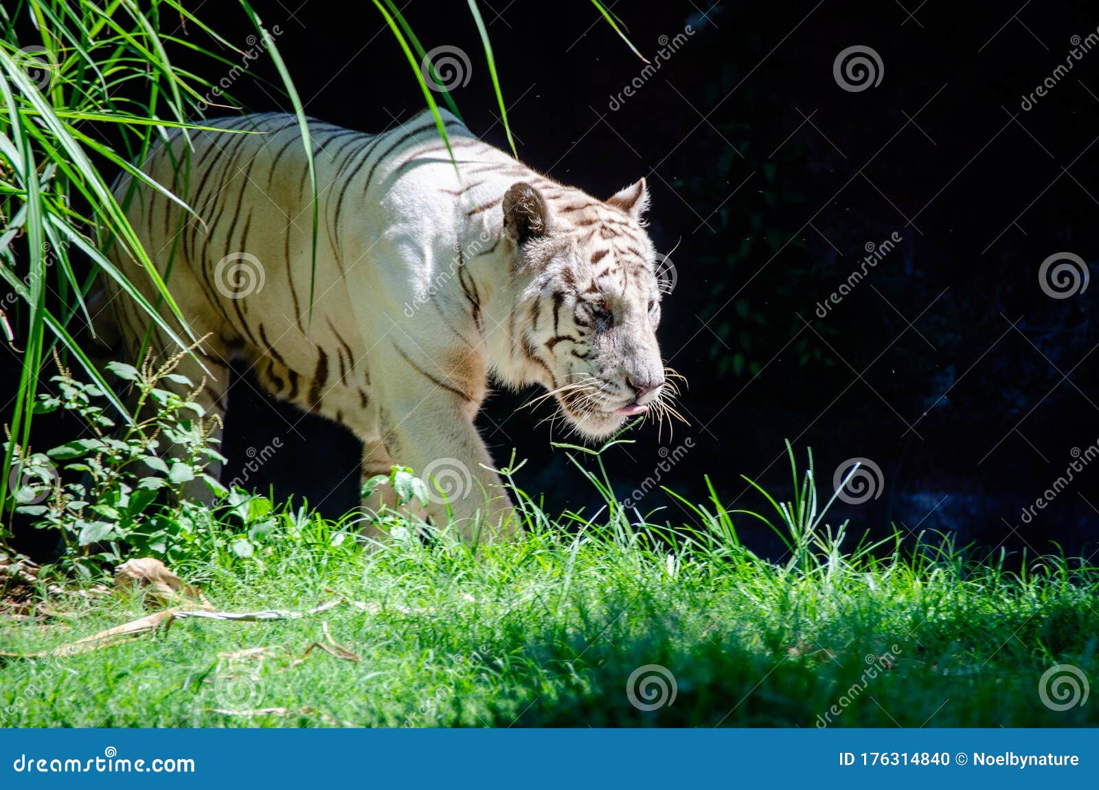 White Tiger Emerges from the Shadows Stock Photo - Image of jungle ...