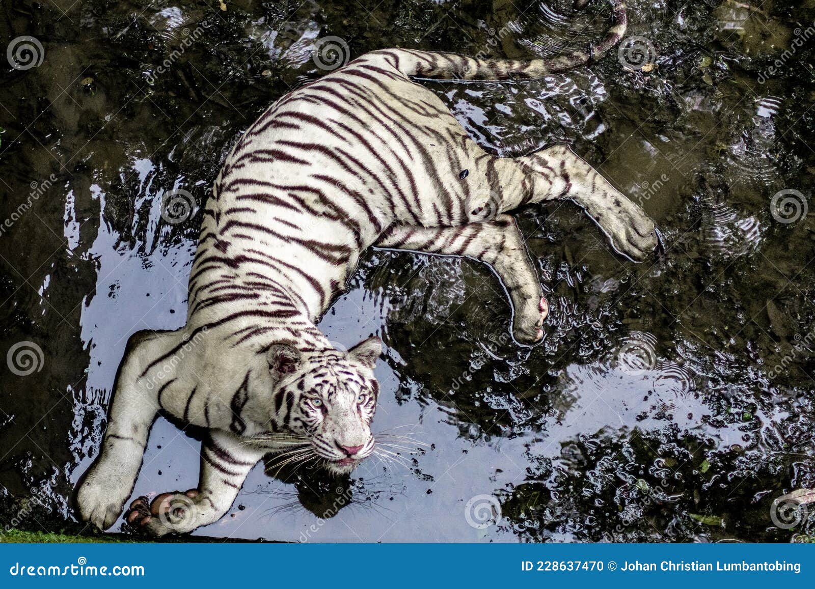 White Tiger Enjoying Poodle at Medan Zoo Editorial Image - Image of ...