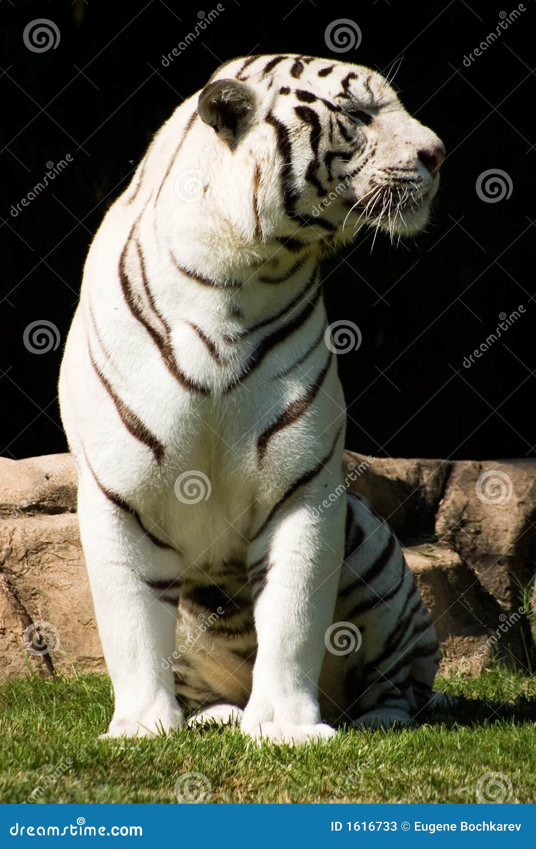 White Tiger Enjoys Afternoon Sun Stock Image - Image of predator ...